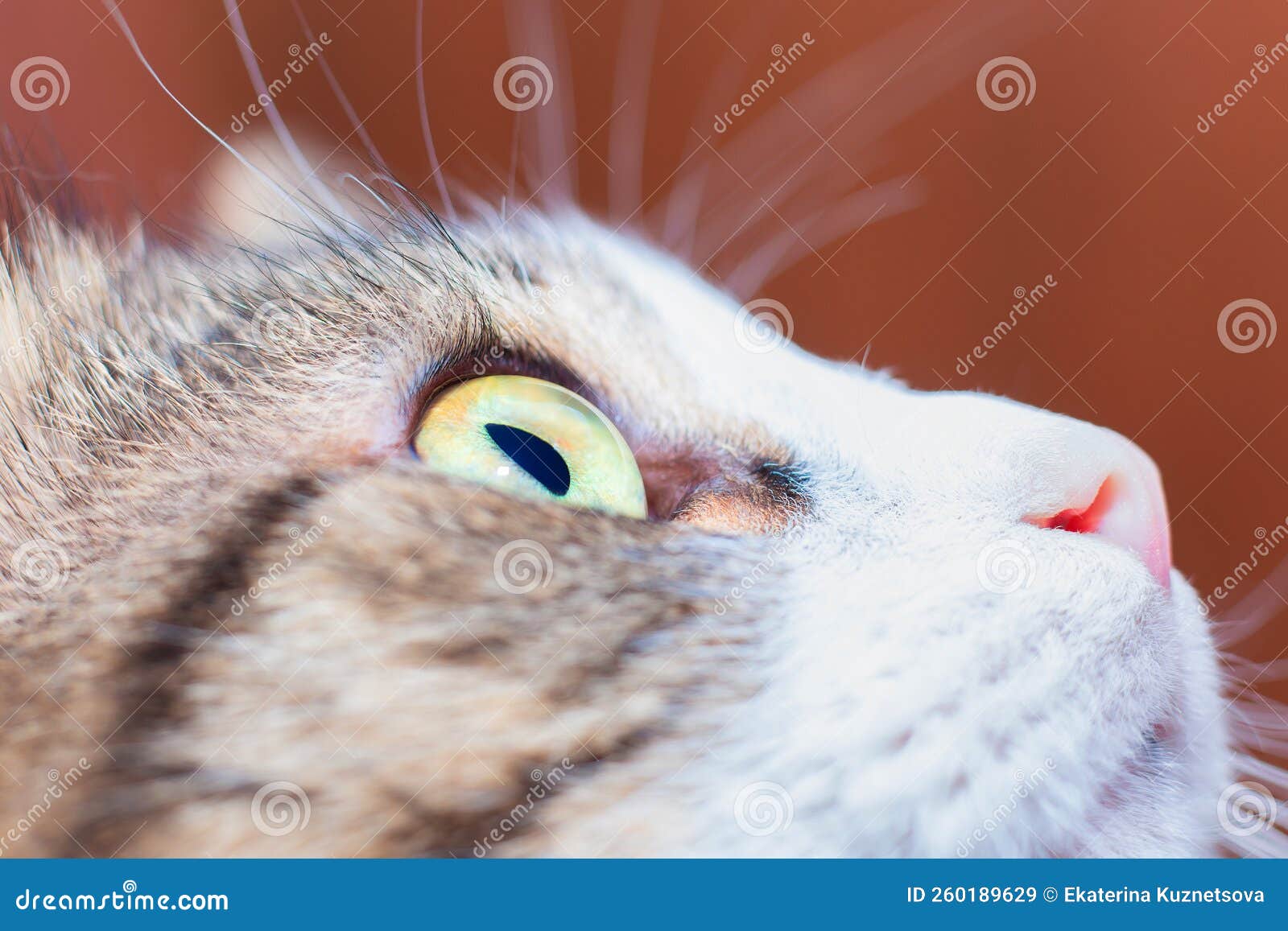 The Cat`s Muzzle is Close-up. a Cat`s Eye Stock Image - Image of cats ...