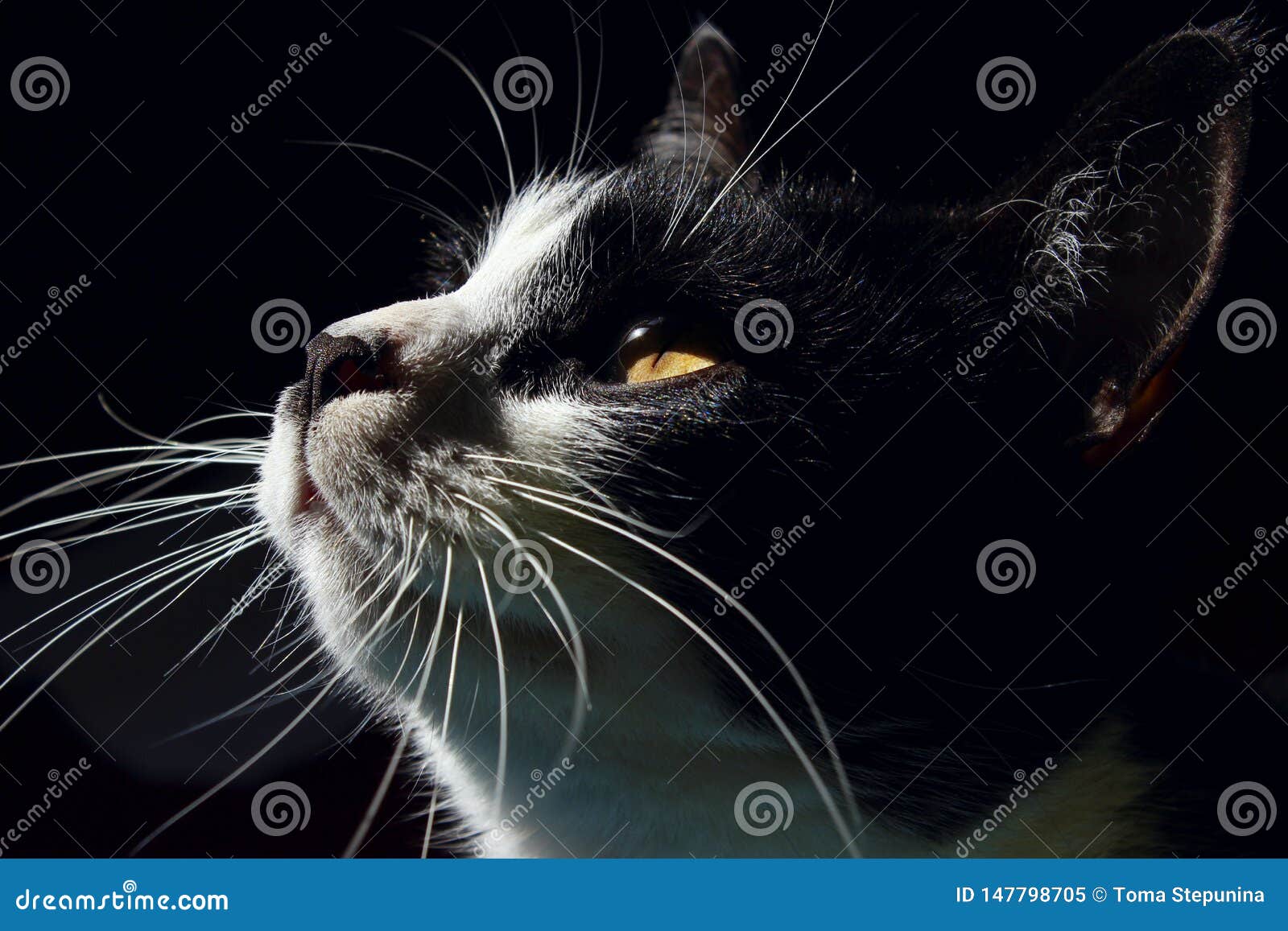 Cat`s Muzzle Close Up. Cat Looking Up, Close Up. Black Cat Stock Image ...