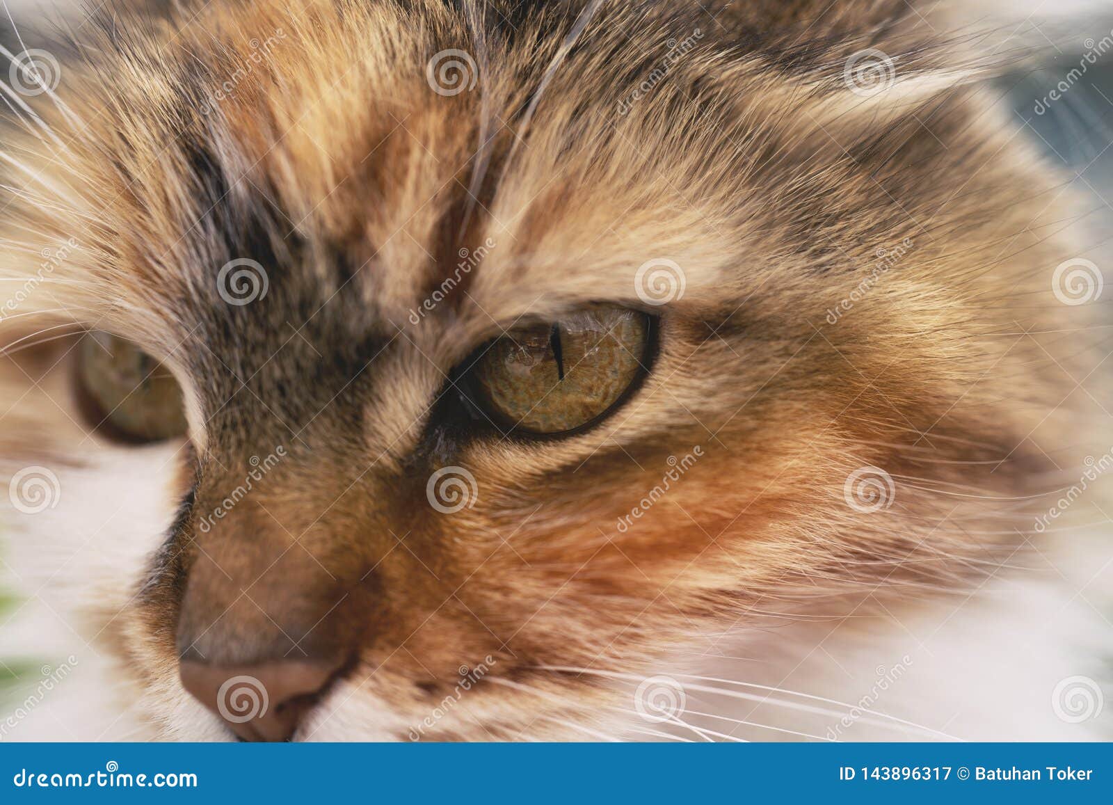 Cat`s Muzzle Closeup. Cat Close Up Portrait Looking Stock Image - Image ...