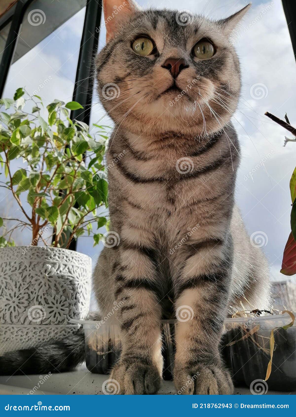 This Cat& X27;s Name is Barsik Stock Image - Image of barsik, name ...