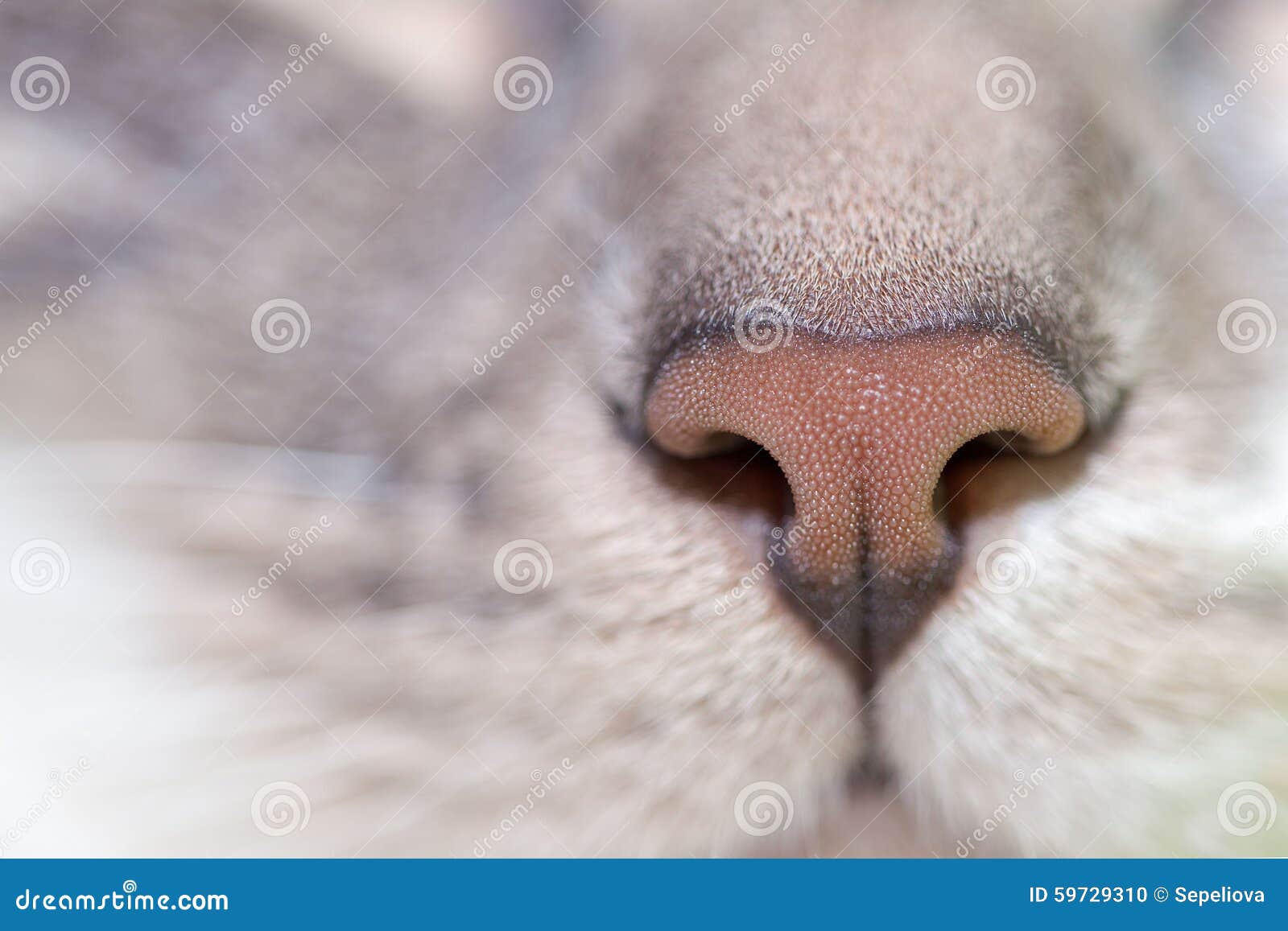The cats nose stock photo. Image of cute, cuddly, furry - 59729310