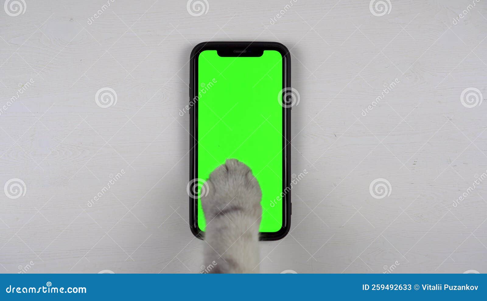 The Cat S Paw of the British Cat Taps the Phone on the Screen. the Cat ...