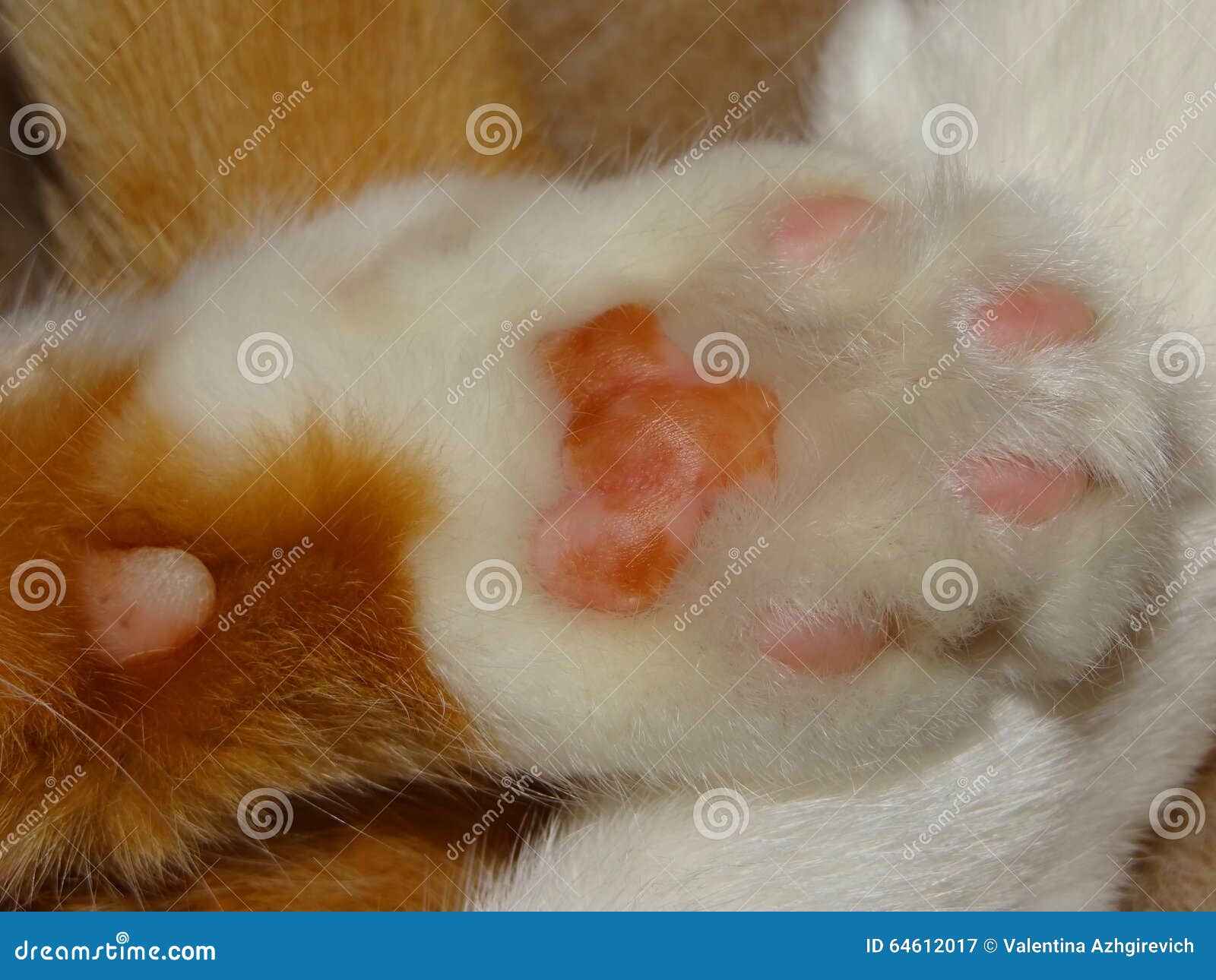 Cat s paw stock image. Image of texture, white, backdrop - 64612017