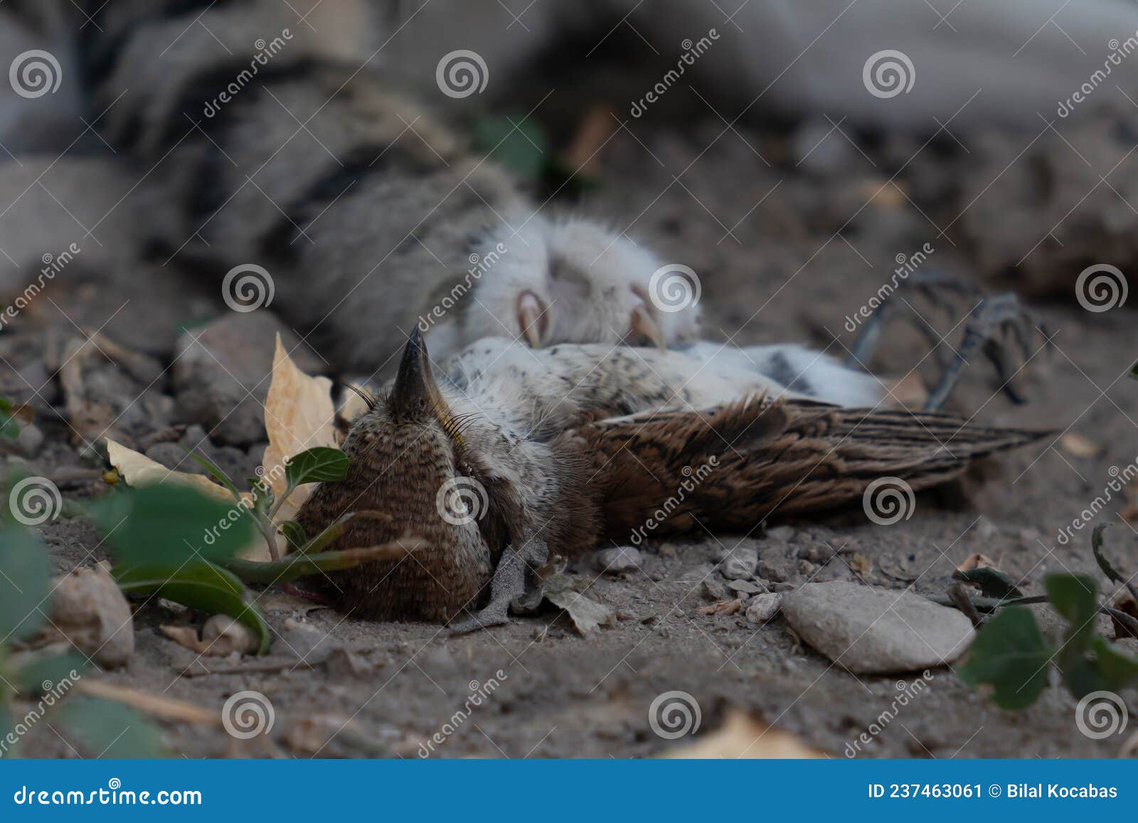 Cat`s Paw Hunting Sparrow. Focus on Dead Sparrow Stock Image - Image of ...