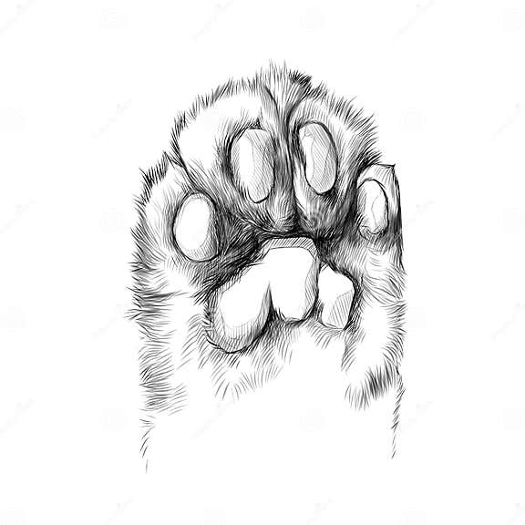 Cat`s Paw Sketch Vector Graphics Stock Vector - Illustration of icon ...