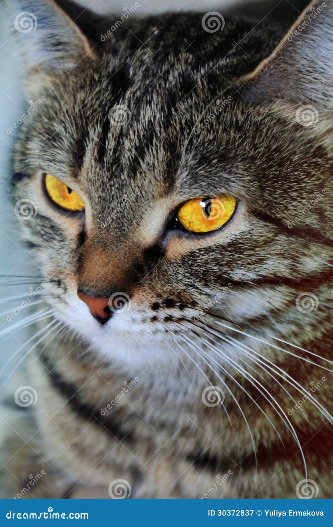 Cat S Portrait with Yellow Eyes Stock Image - Image of moustache, close ...