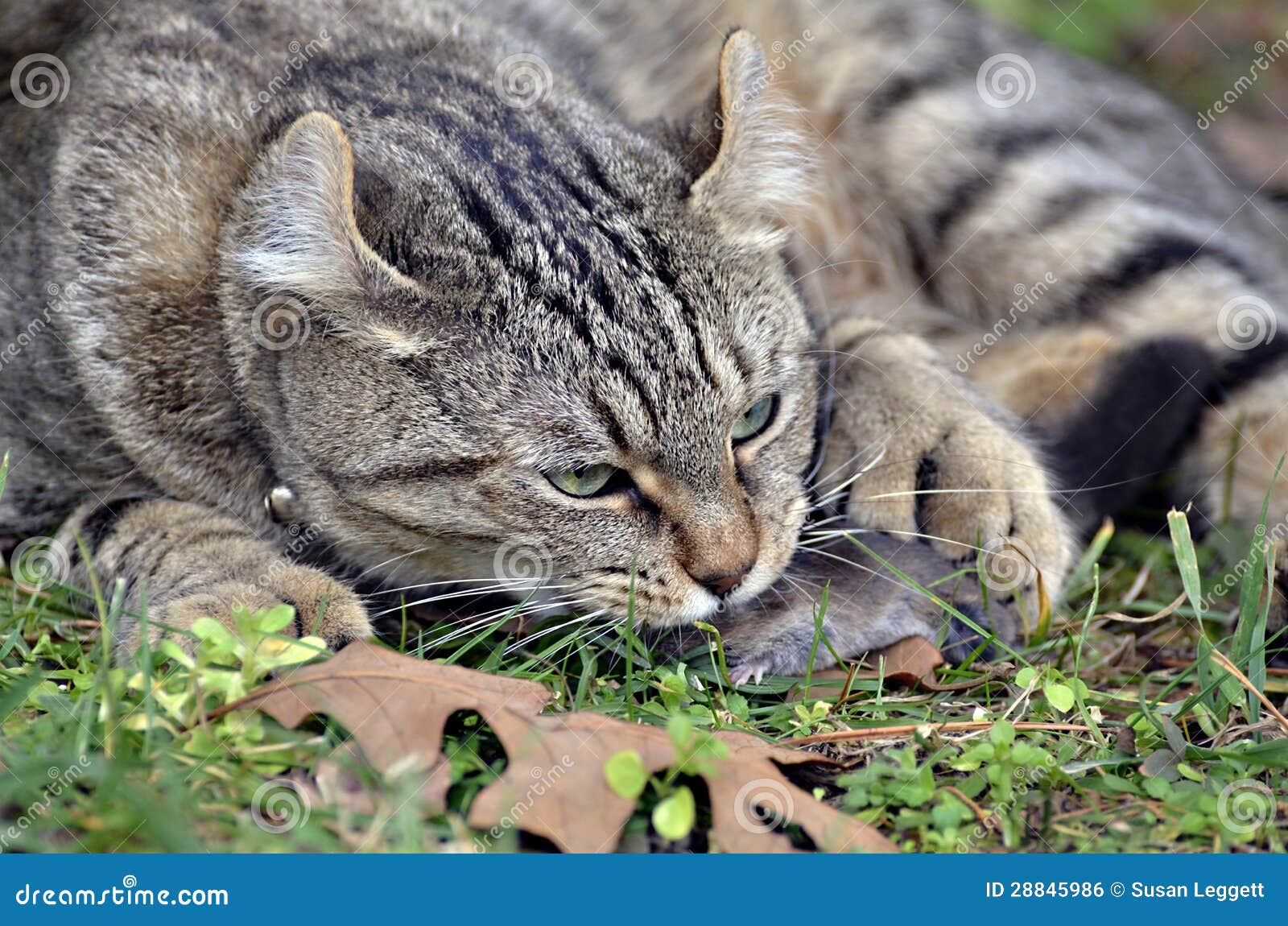 Cat with it s Prey stock photo. Image of hunter, environment - 28845986