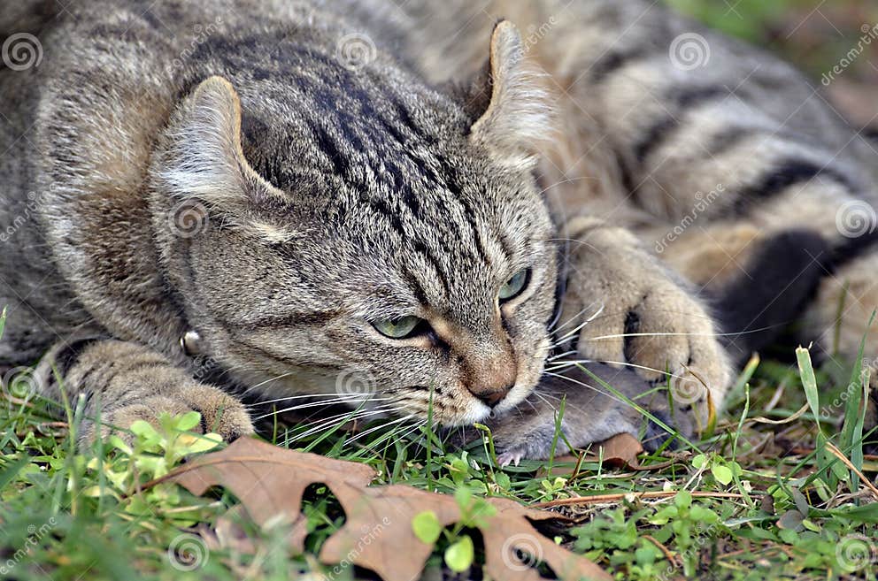Cat with it s Prey stock photo. Image of hunter, environment - 28845986