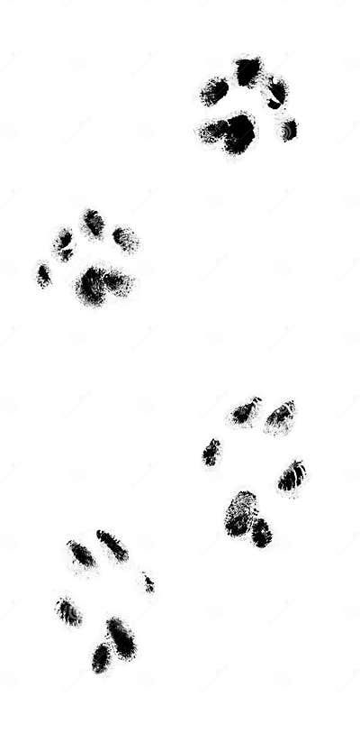 Cat s real tracks stock illustration. Illustration of foot - 1377231