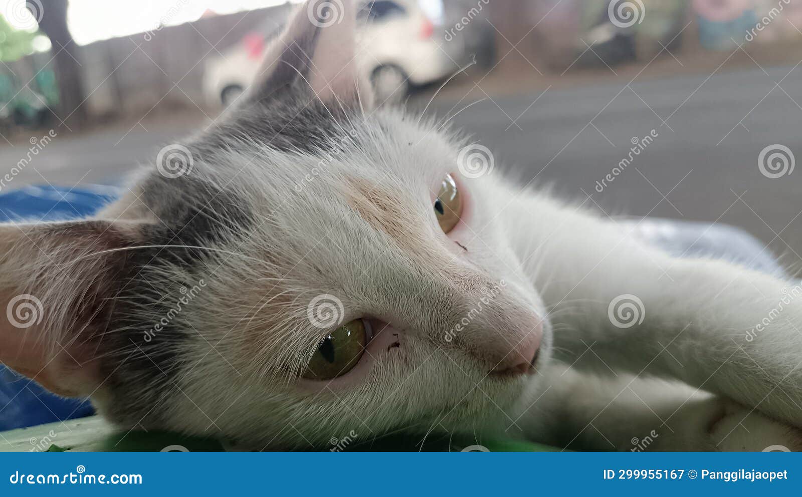 The Cat& X27;s Sharp Gaze at Its Master Stock Image - Image of sharp ...