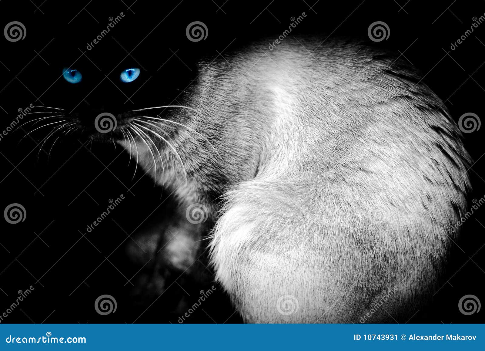 The cat s sight stock image. Image of hair, animal, close - 10743931