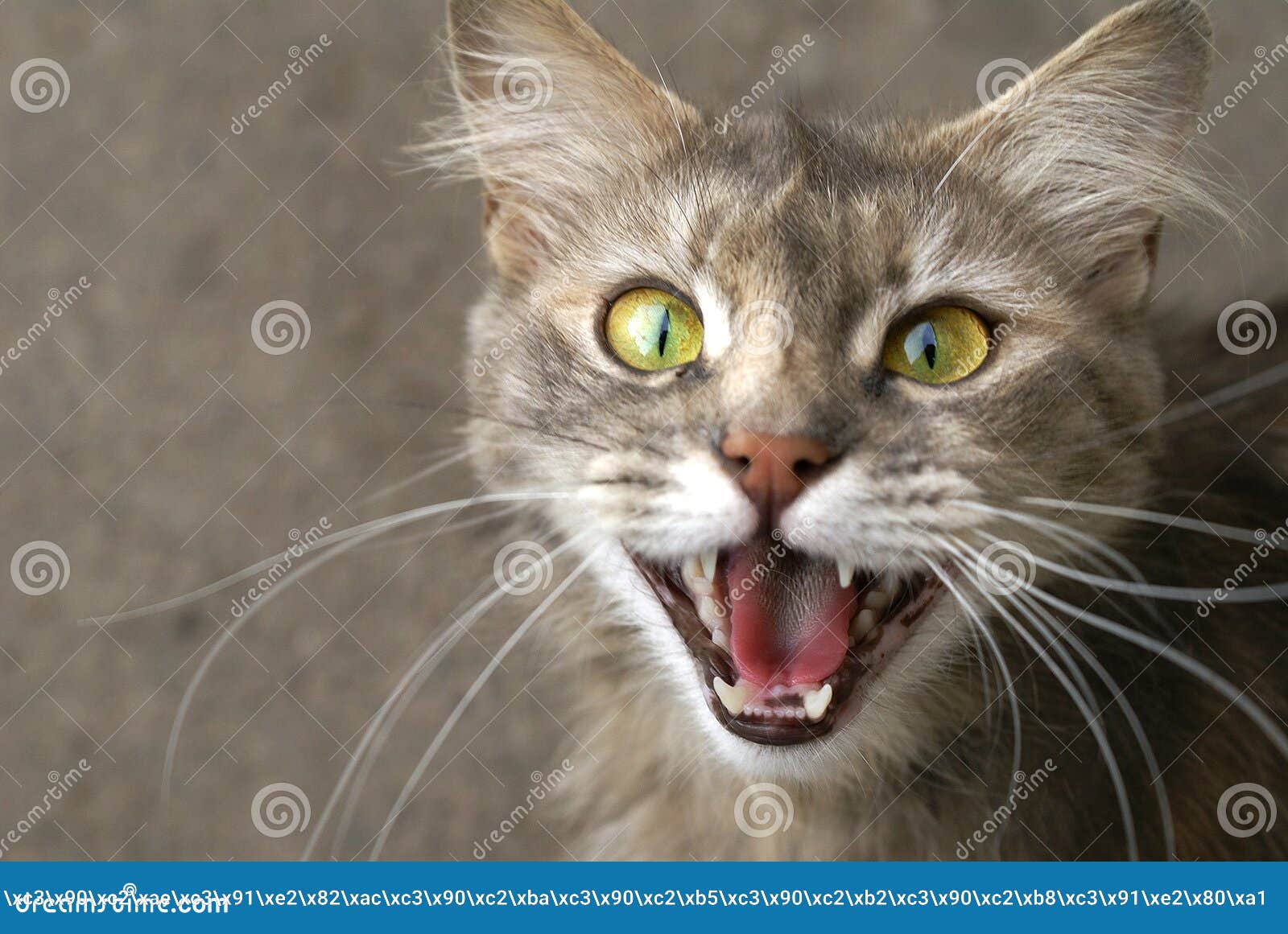 Cat s smile stock image. Image of tongue, kitten, peeper - 3321991