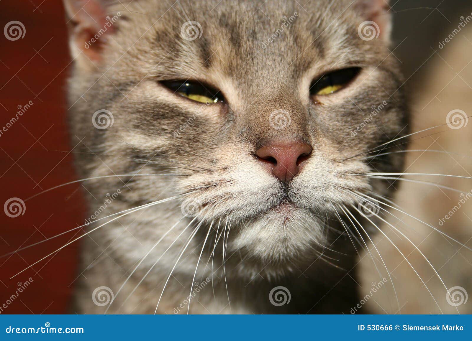 Cat s snout stock photo. Image of kitten, jutting, eyes - 530666