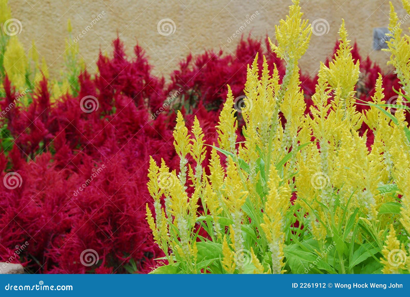 Cat s tail flowers stock photo. Image of nature, gardens - 2261912