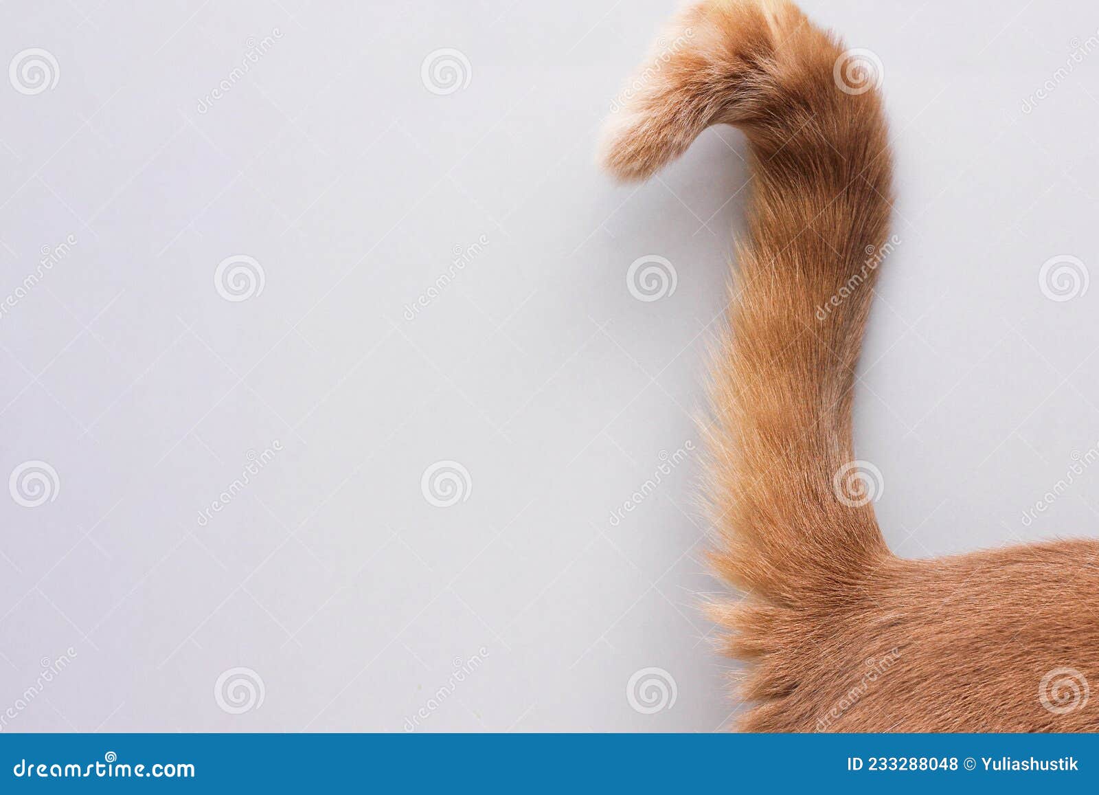 Cat`s Tail. the Tip of the Tail of a Red Cat Stock Photo - Image of ...