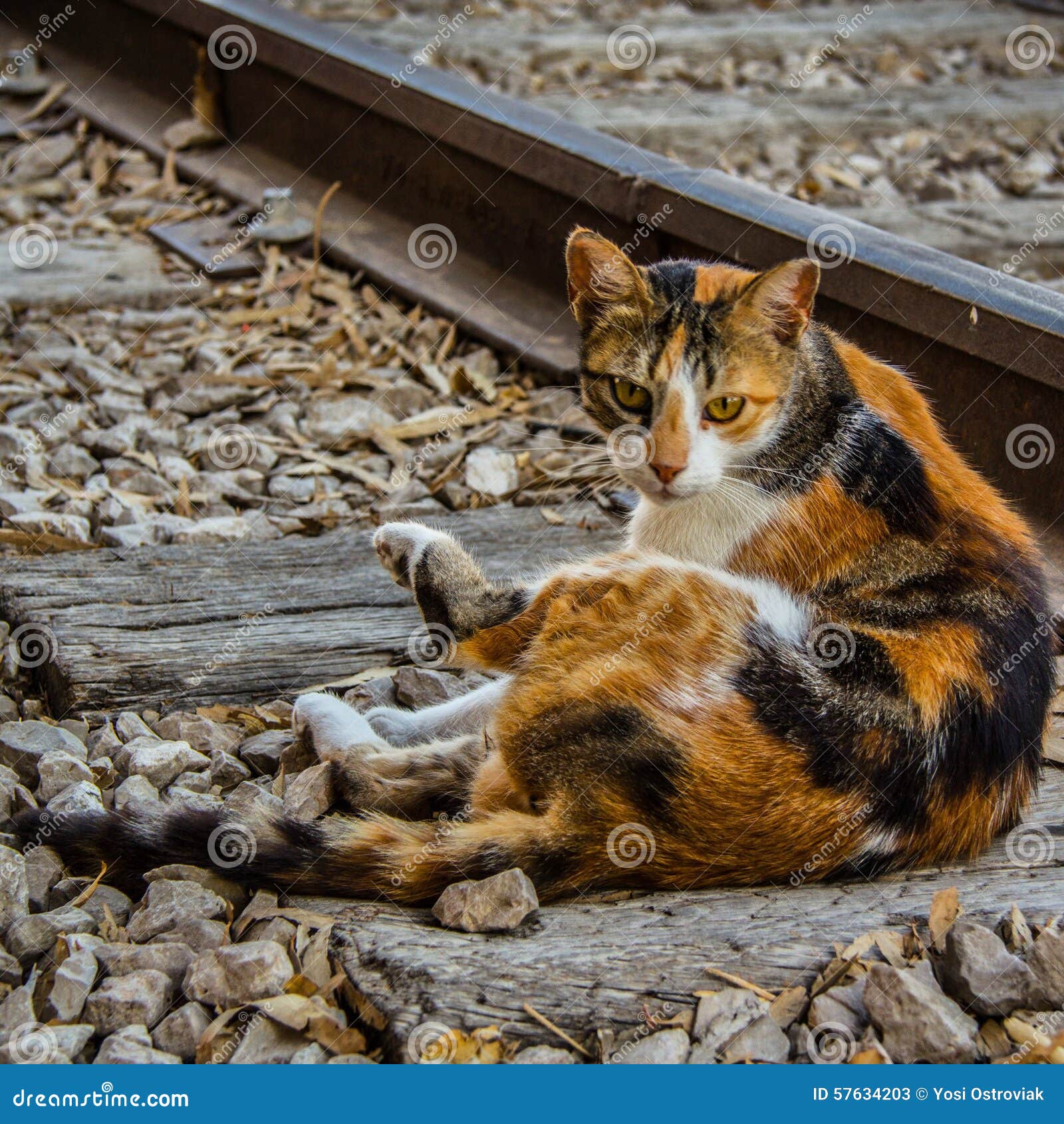 Cat s View editorial stock photo. Image of tiger, rail - 57634203