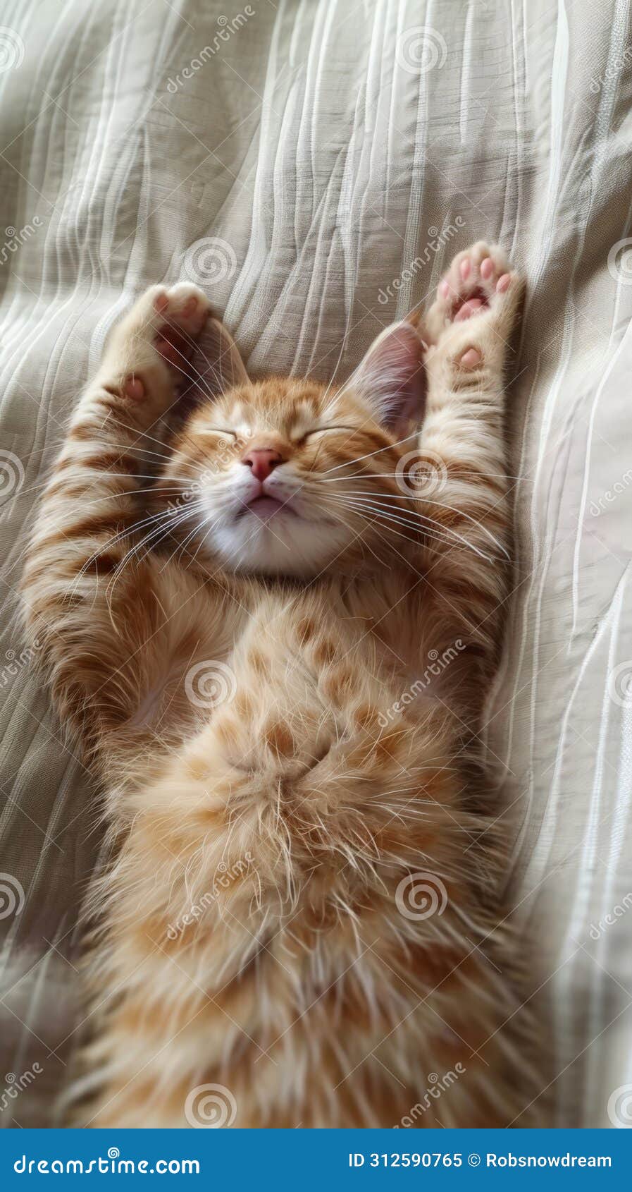 Cat S Weird Sleeping Position on Comfy Sofa Stock Illustration ...