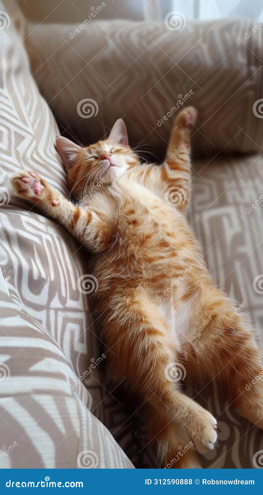 Cat S Weird Sleeping Position on Comfy Sofa Stock Illustration ...