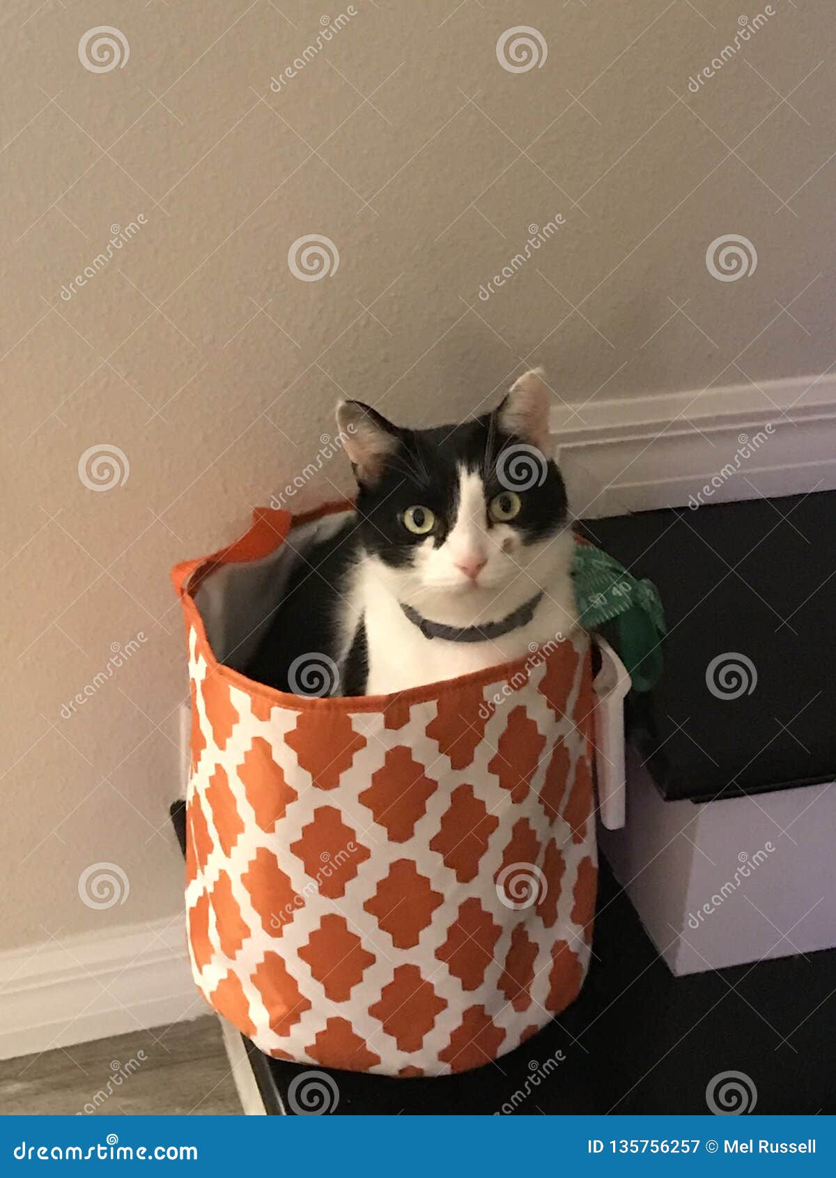 Cat in a sack stock image. Image of white, cute, kitty - 135756257