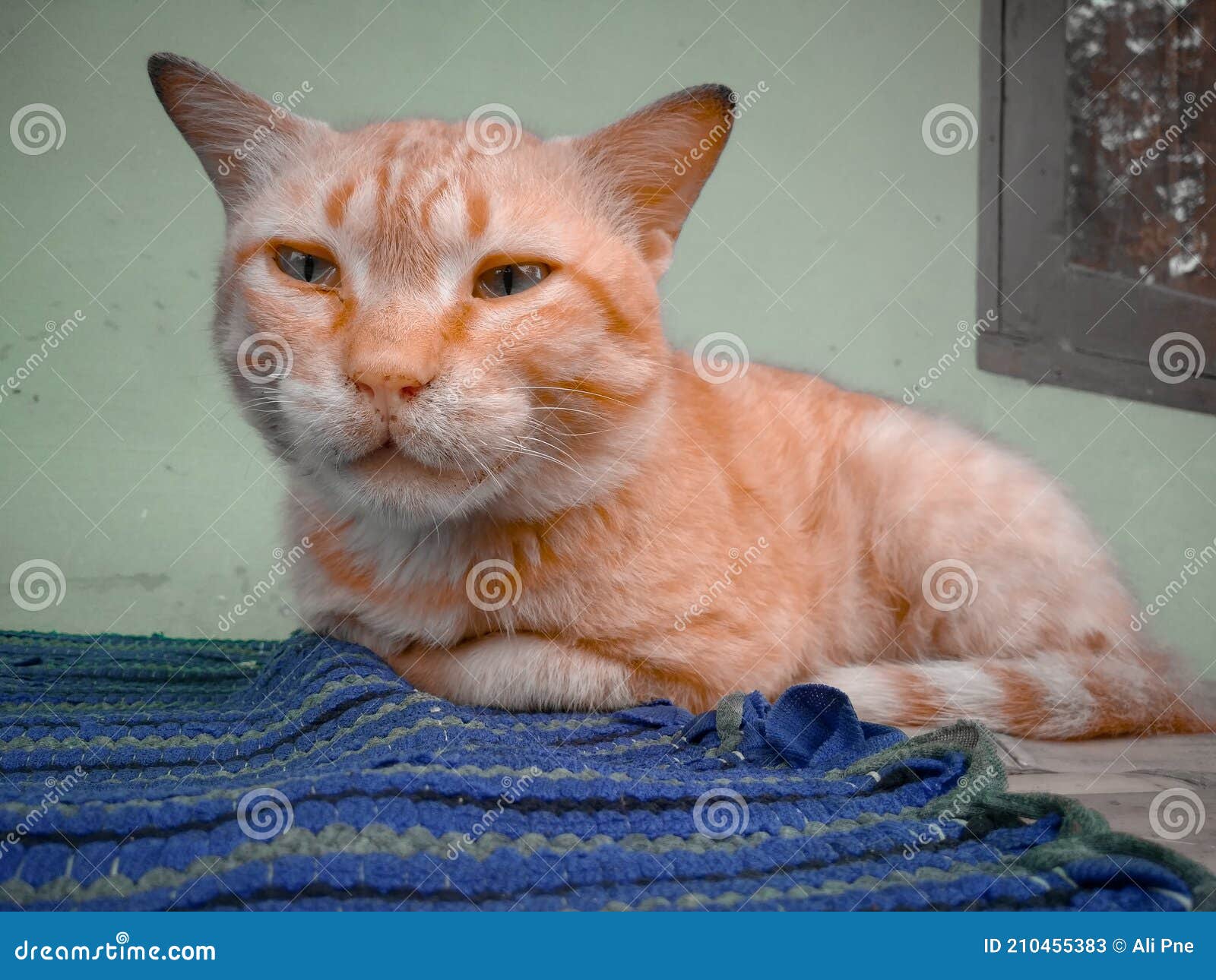 A sad cat stock image. Image of wildcat, carnivore, kitten - 210455383