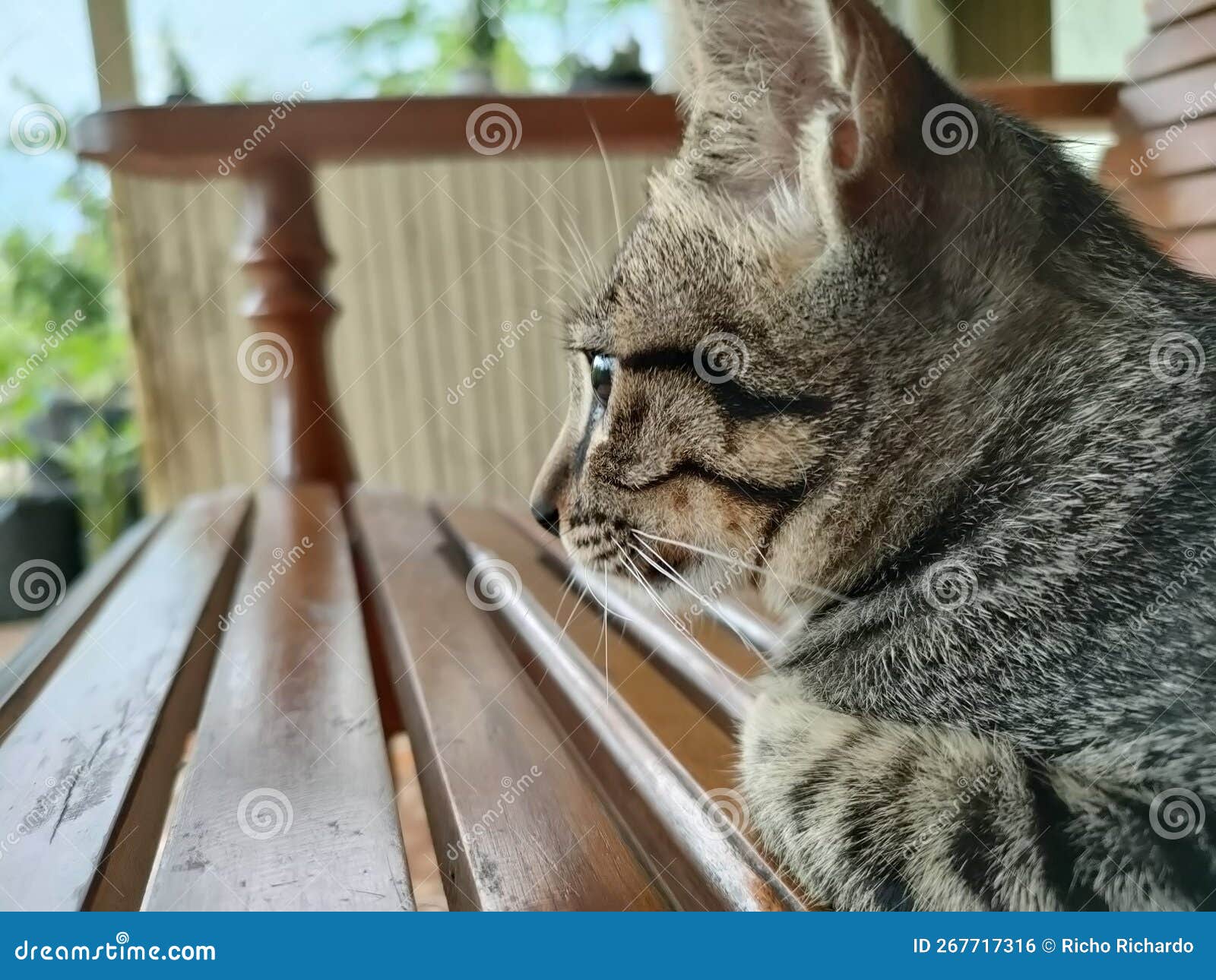 The cat is sad stock photo. Image of pets, cats, home - 267717316