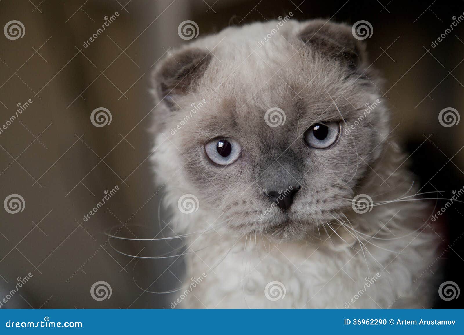Serious And Grumpy Man Wake Up On The Bed On Blue Space Background ...