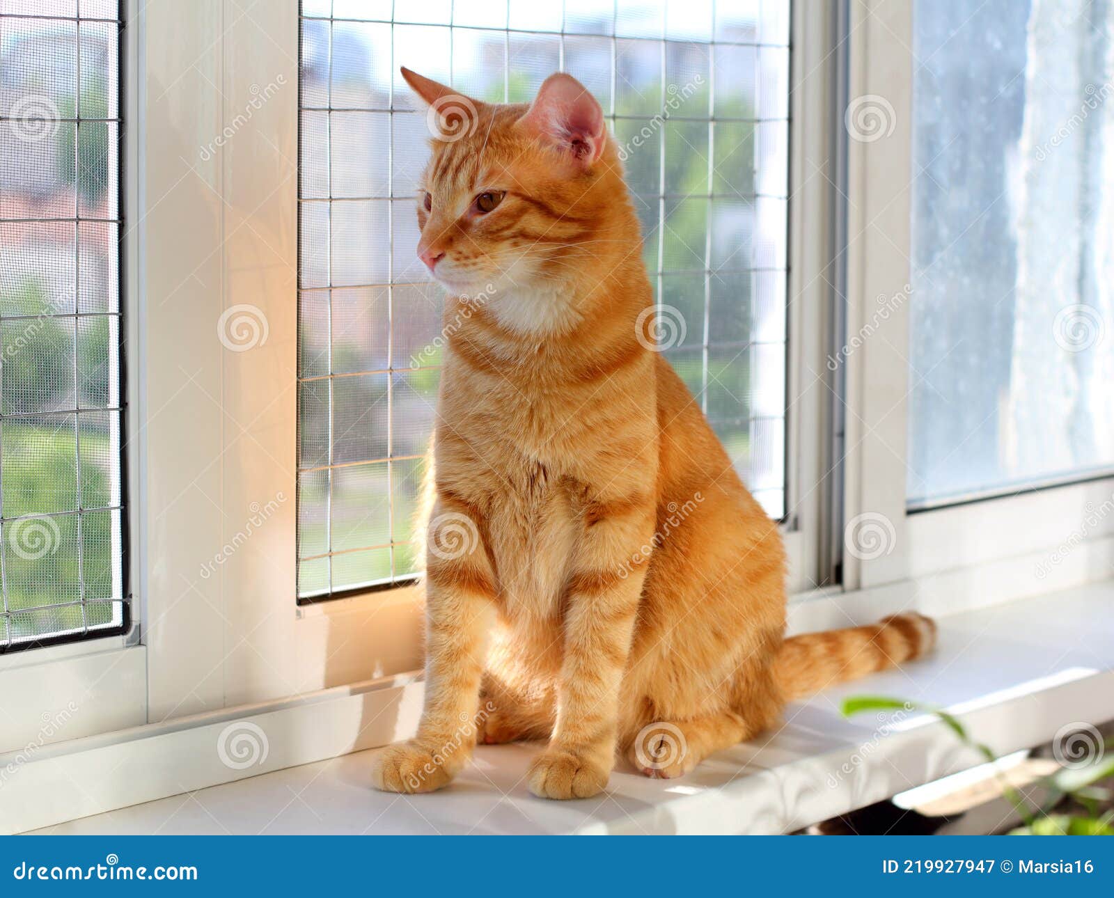 Cat Safely Walking on the Windowsill. Falling from Height Protection ...