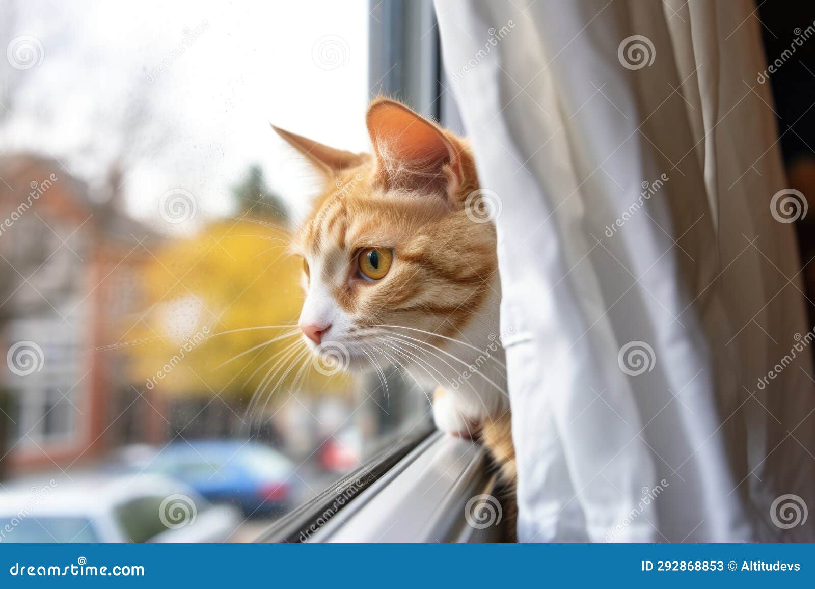 A Cat Safety Window Net Installed Stock Image - Image of window ...