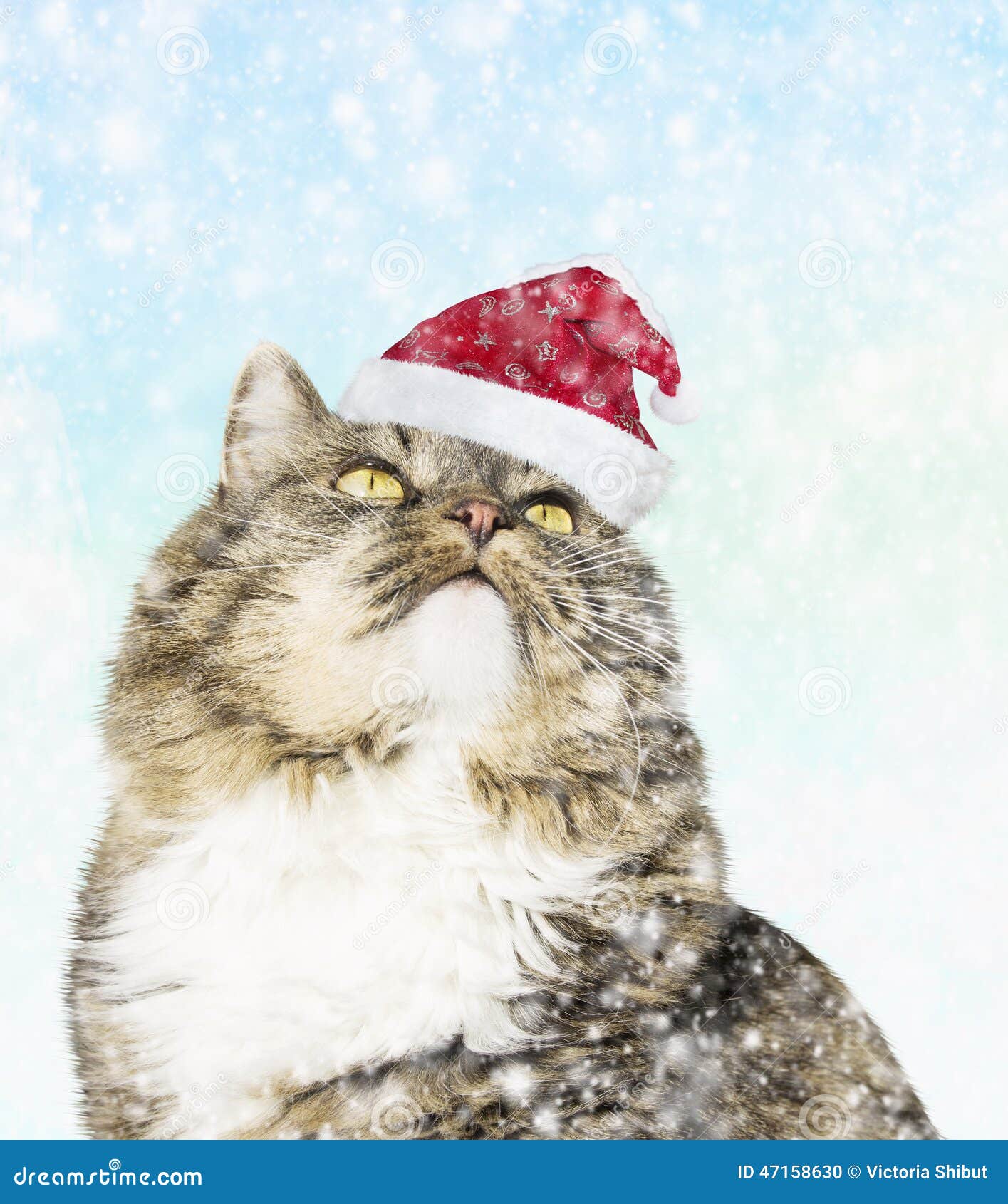 Cat in Santa Hat Under the Snow Stock Photo - Image of holiday ...
