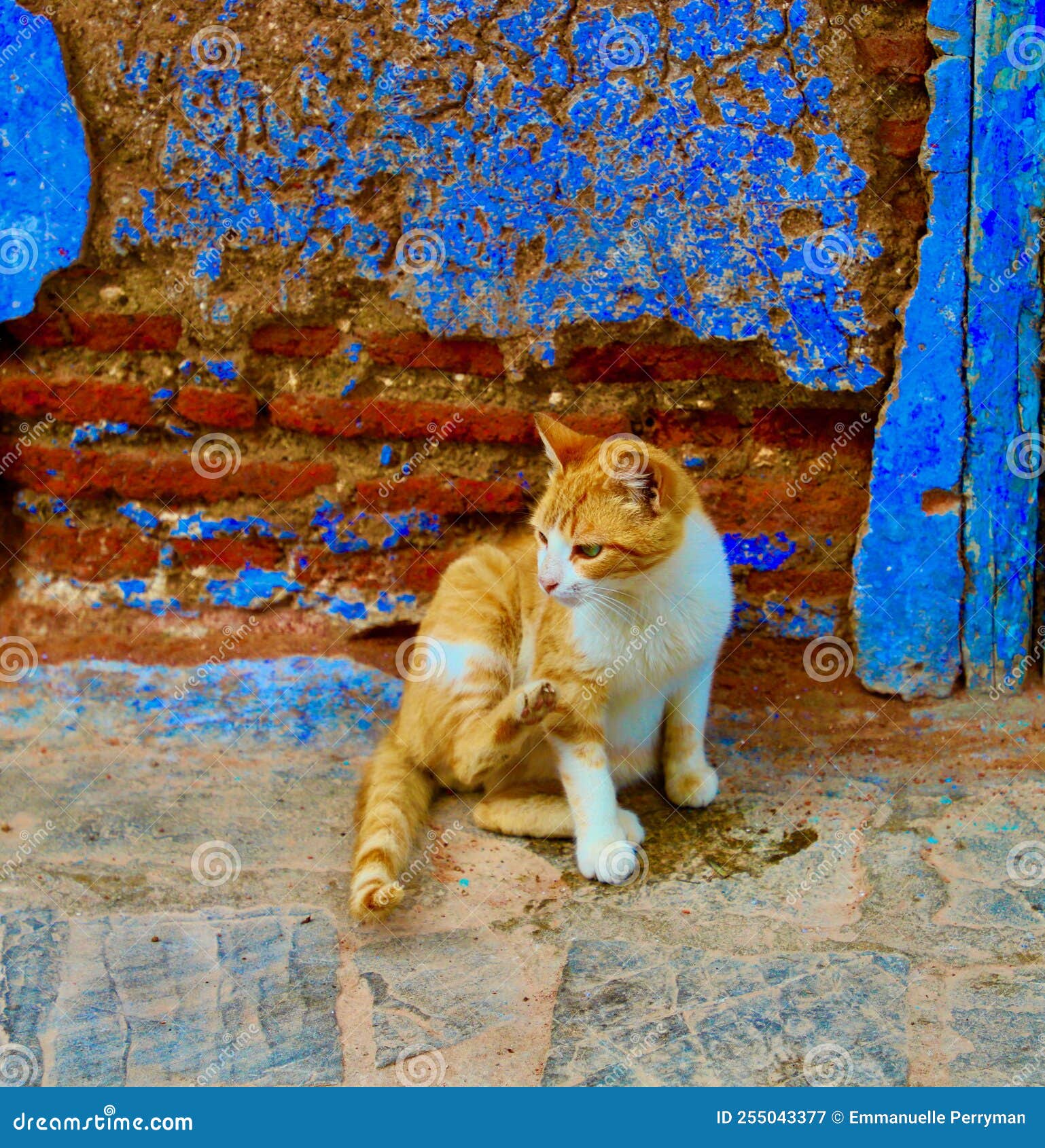 A Cat Sat stock image. Image of abou, sitting, white - 255043377