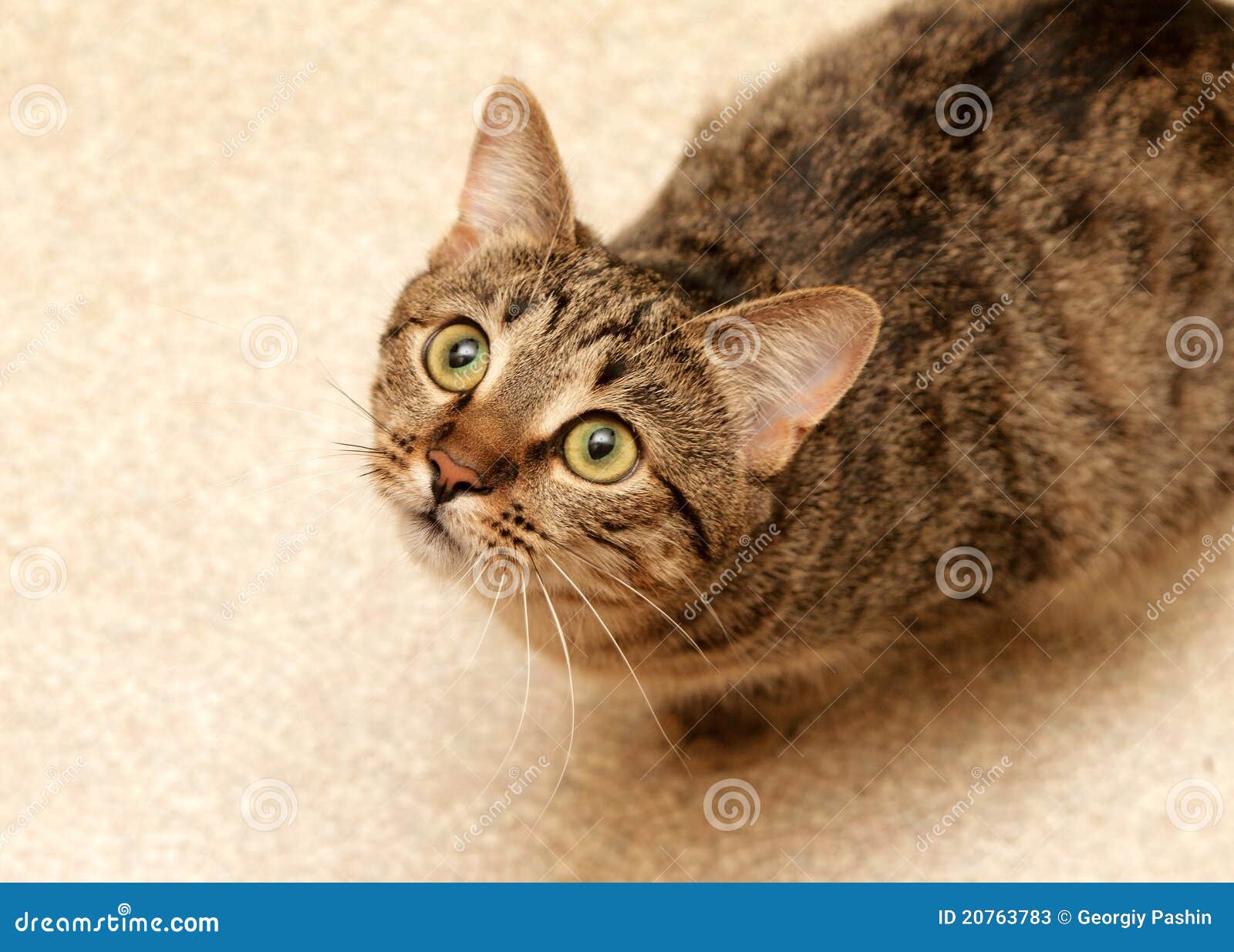 Cat sat on the floor stock image. Image of rest, feline - 20763783