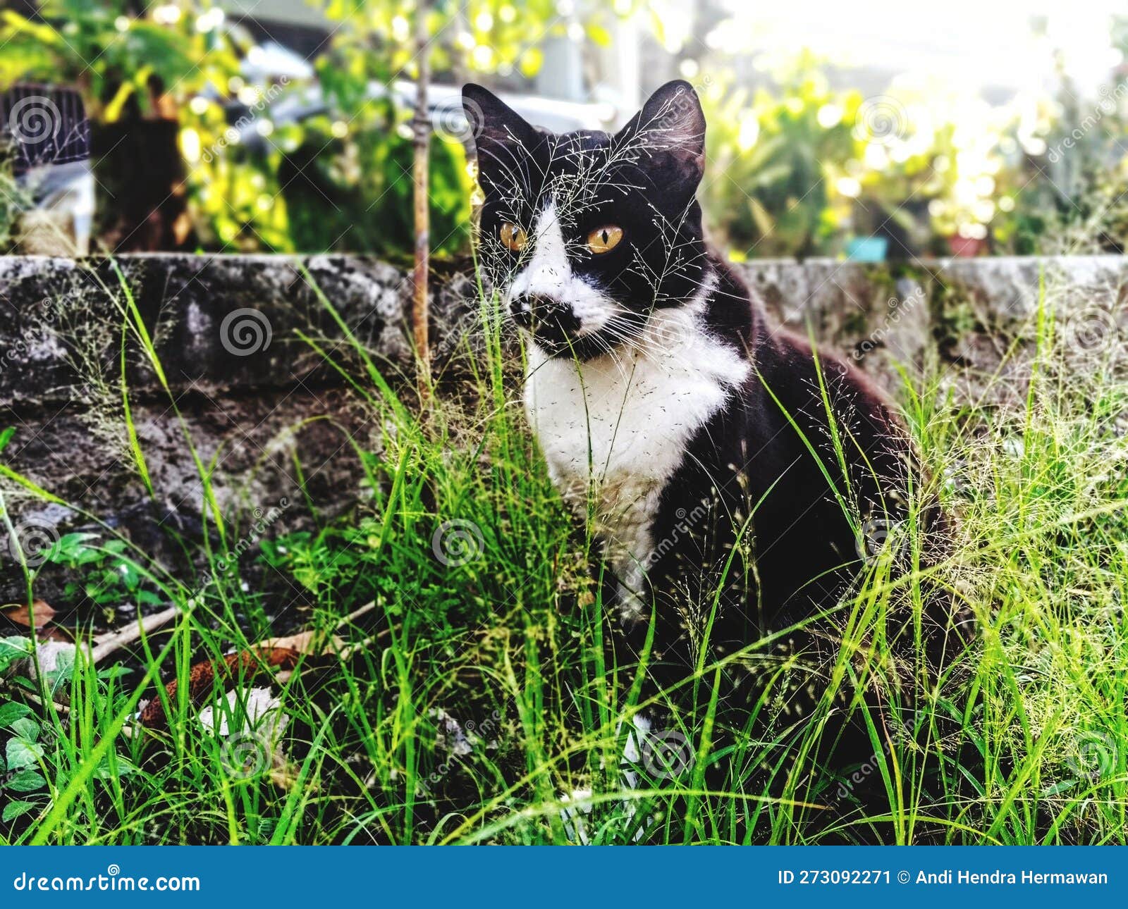 The Cat Sat on the Grass with a Sharp Stare Stock Image - Image of ...