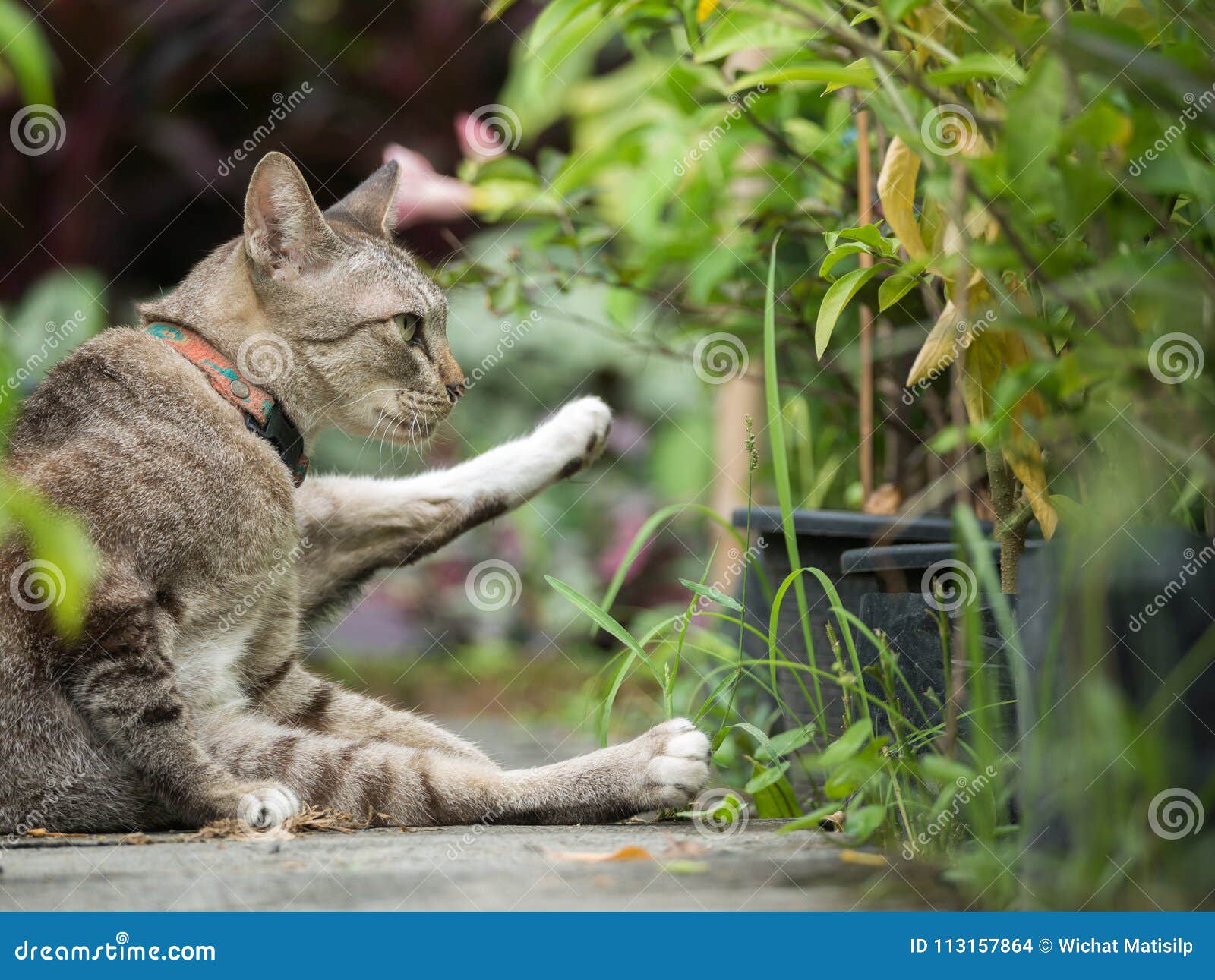 Cat Sat Lift the Leg in the Garden Stock Photo - Image of lovable, lift ...
