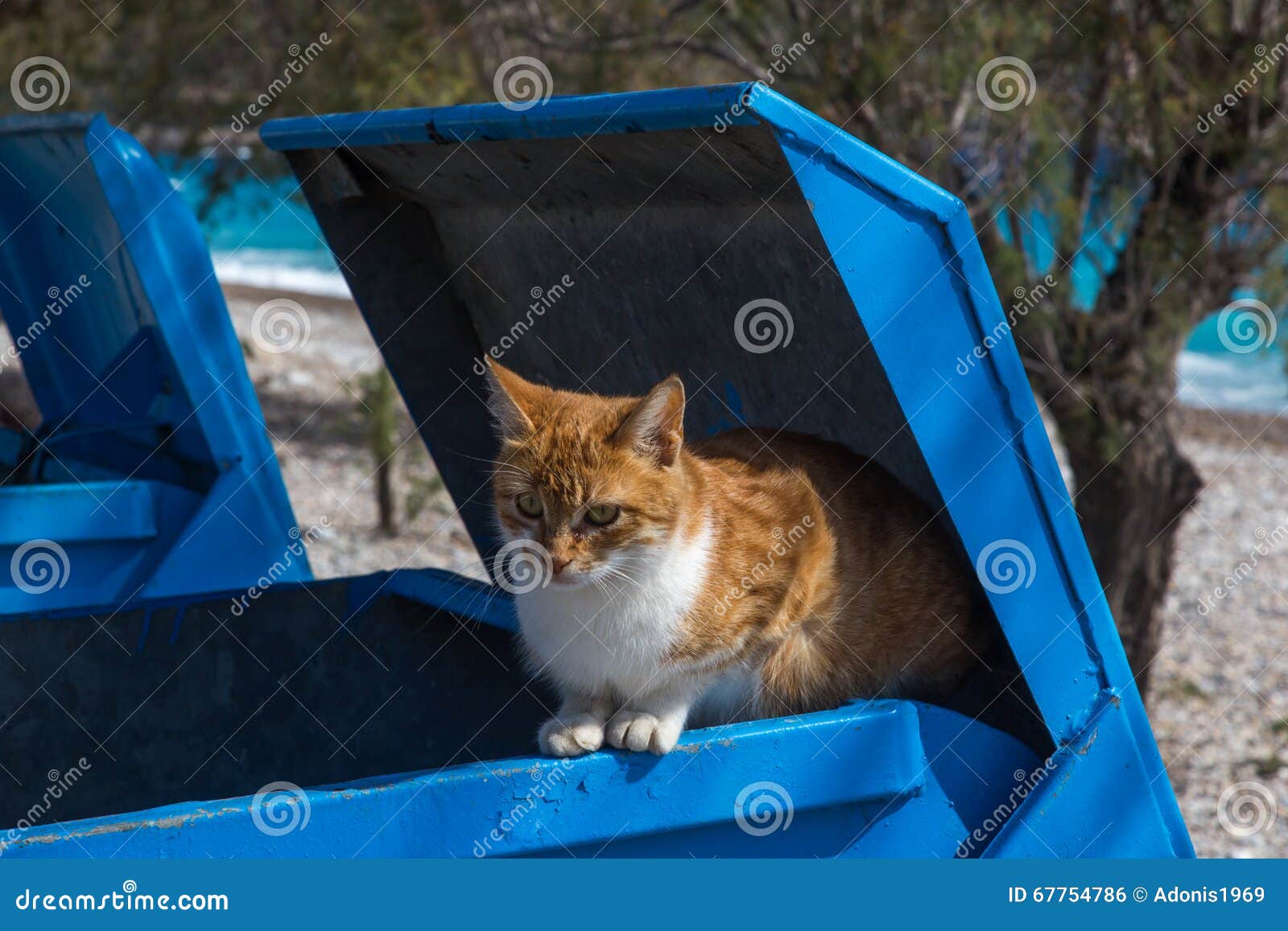 Cat in a recycling bin stock photo. Image of blue, recyclable - 67754786