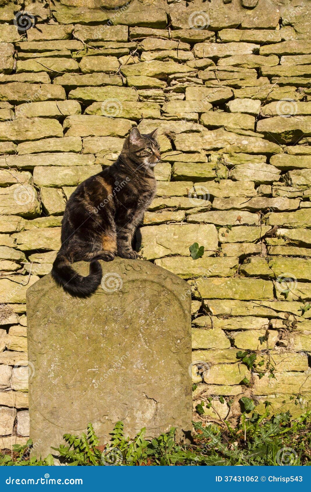 Cat sat on a Tombstone stock photo. Image of short, nature - 37431062