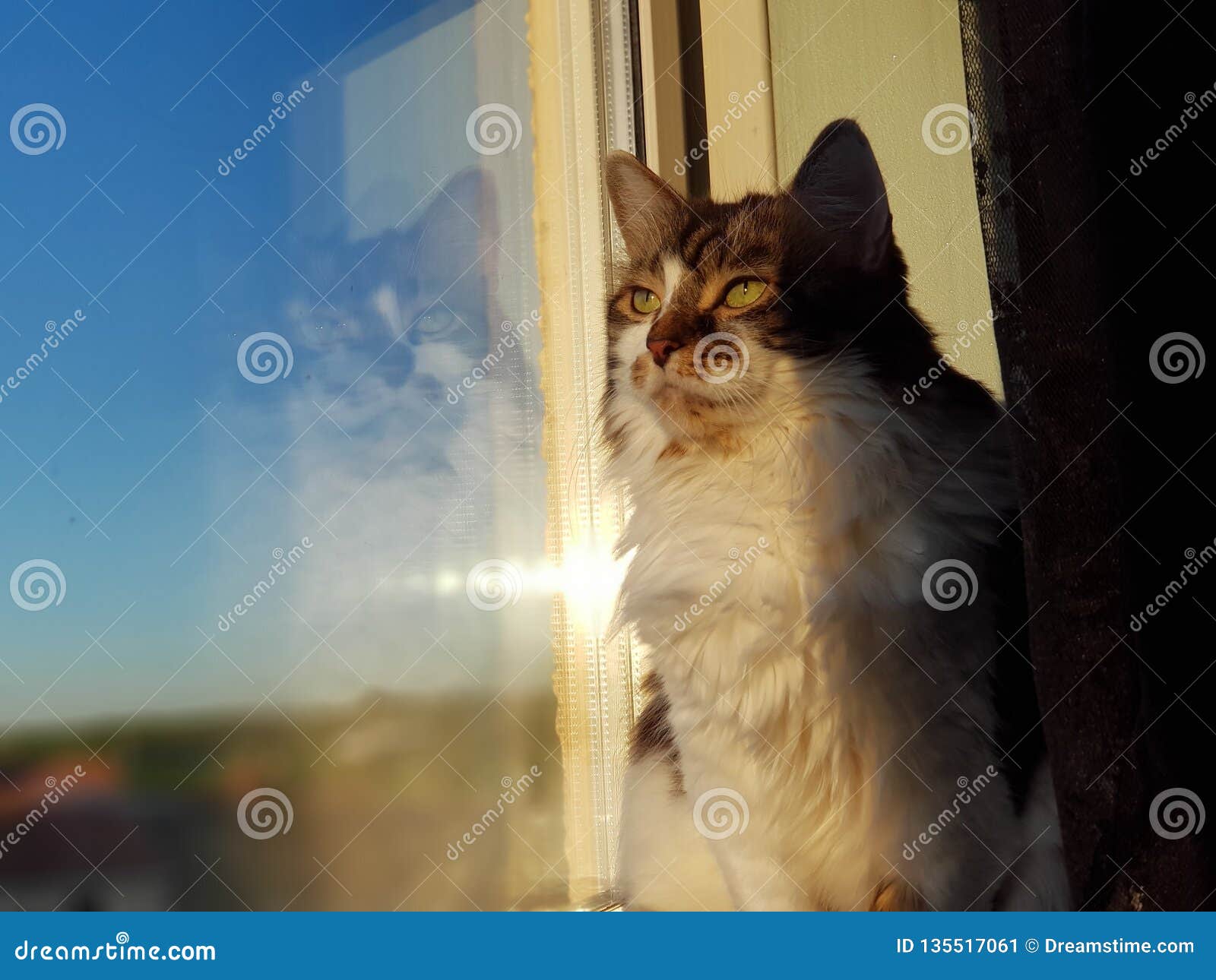 Cat in deep thought stock image. Image of gazing, sunshine - 135517061