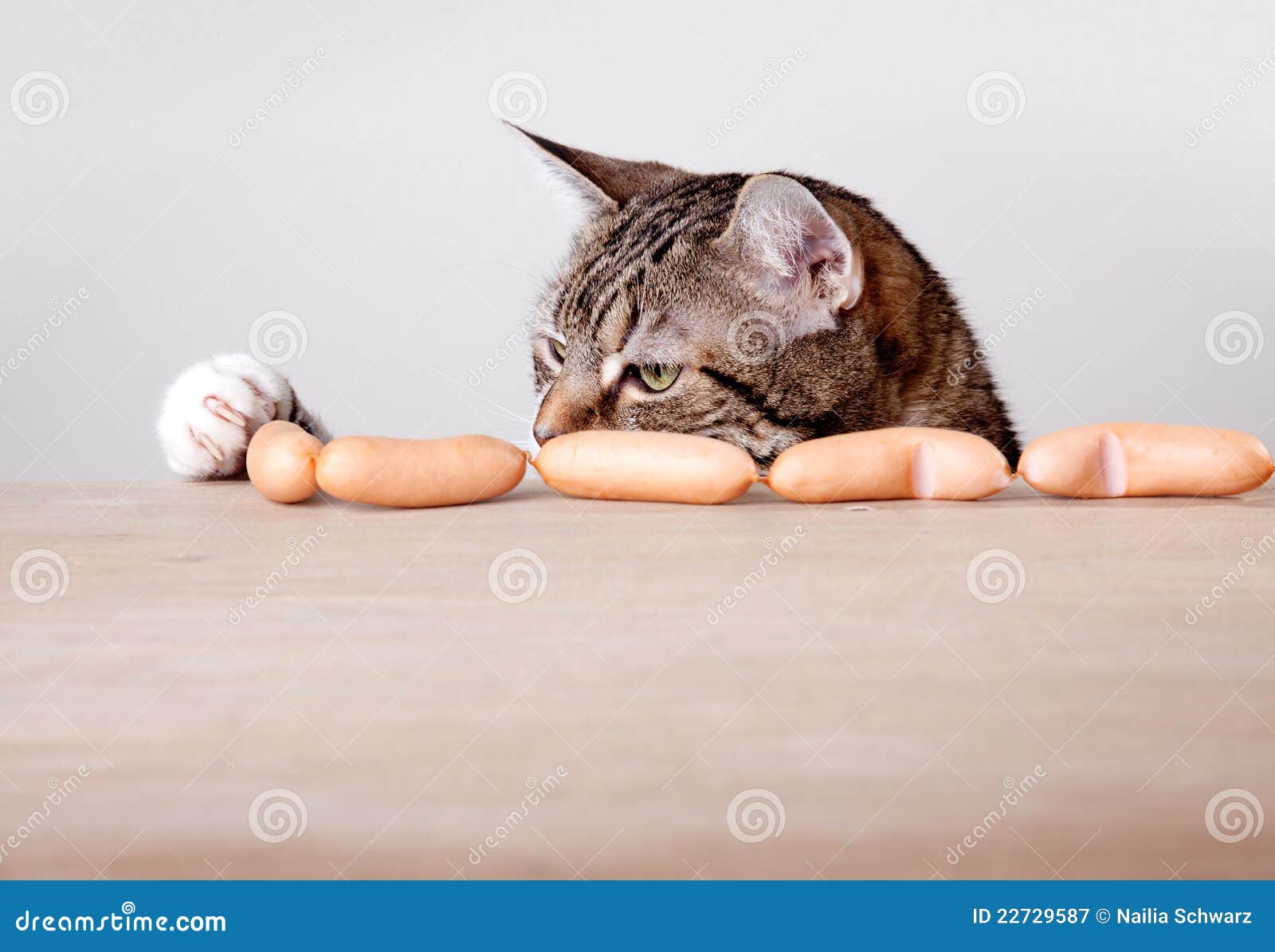 Cat and Sausages stock image. Image of forbidden, temptation - 22729587