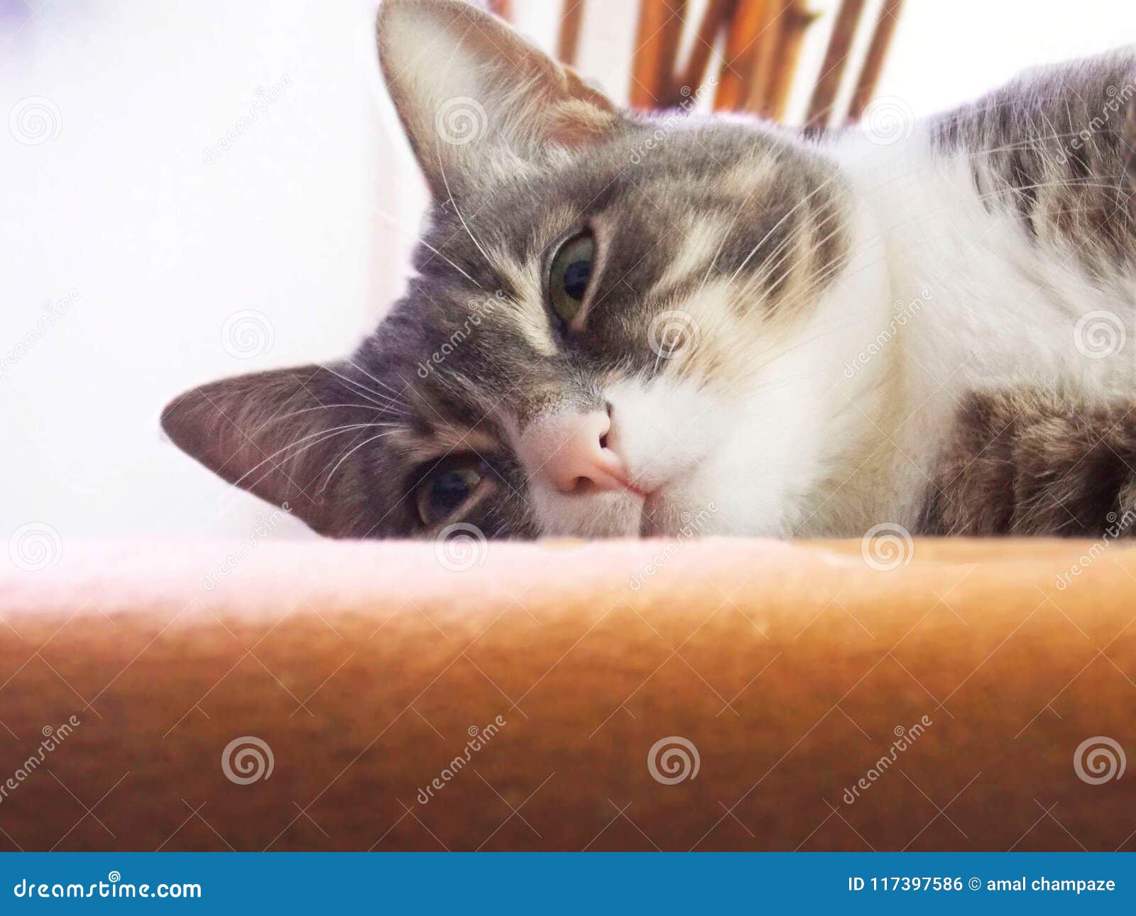 The bored kitty cat stock photo. Image of kitty, bored - 117397586