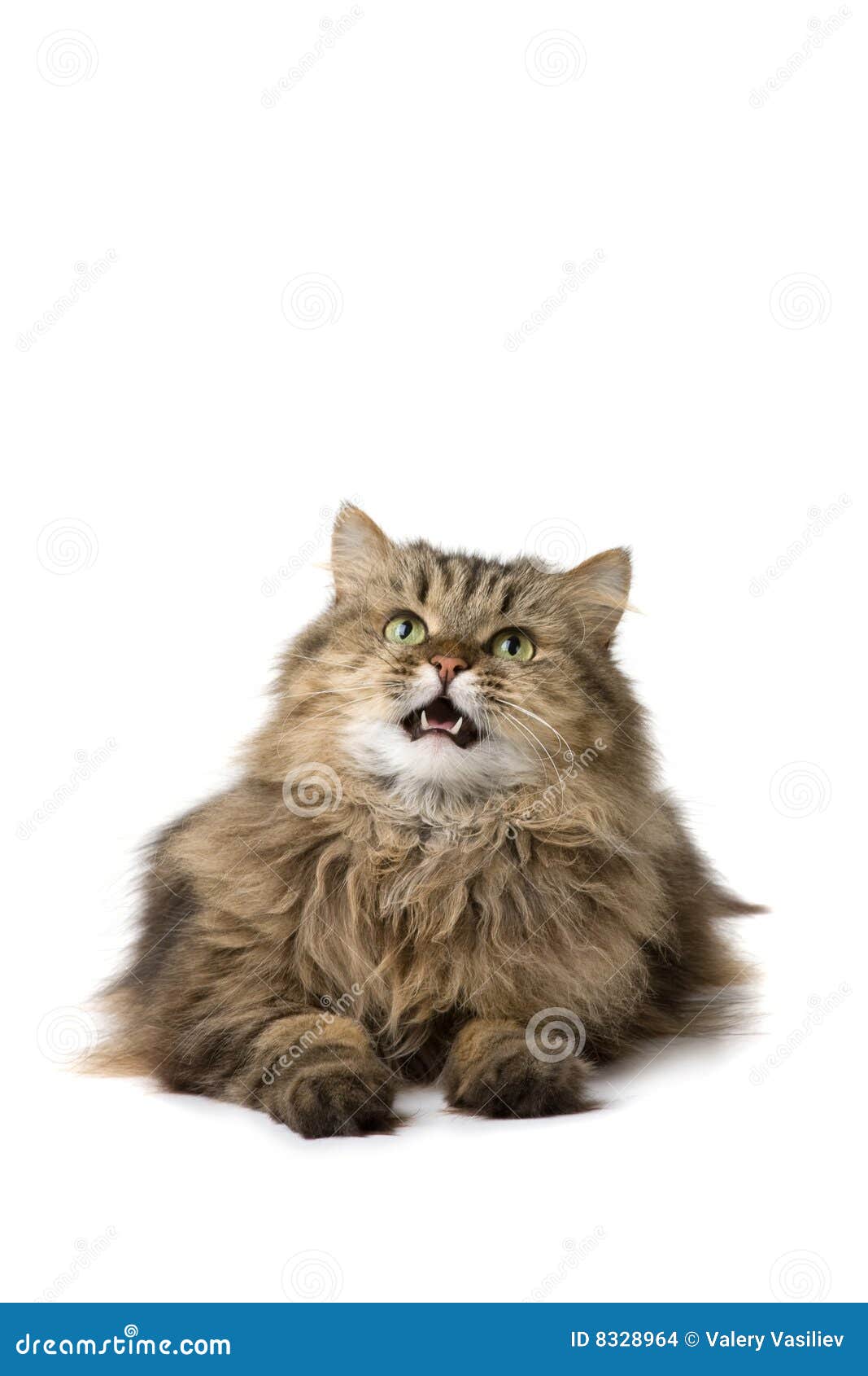 Cat says meow stock photo. Image of hair, beautiful, gray - 8328964