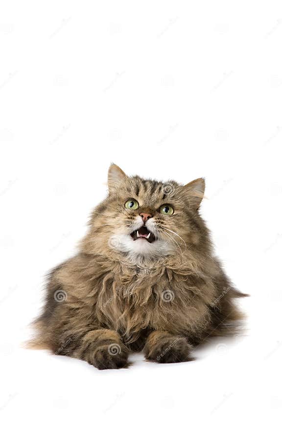 Cat says meow stock photo. Image of hair, beautiful, gray - 8328964