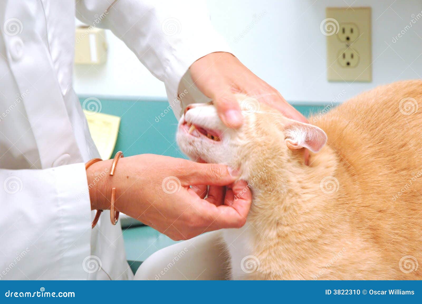 Cat on a scale. stock photo. Image of veterinarian, doctor - 3822310