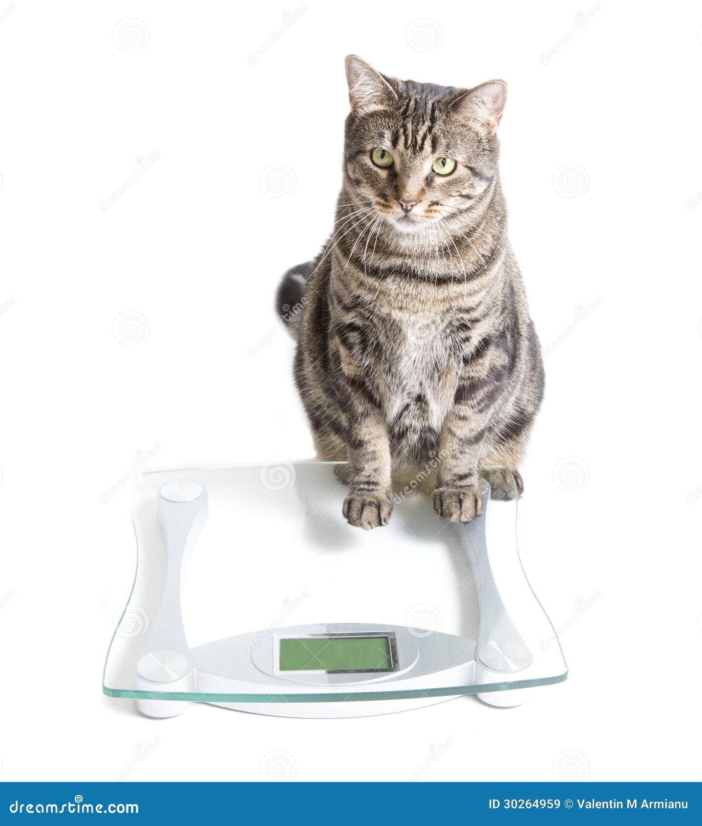 Cat and scale stock image. Image of nutrition, feline - 30264959