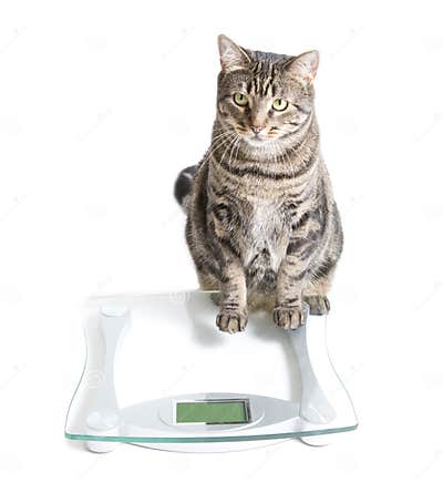 Cat and scale stock image. Image of nutrition, feline - 30264959