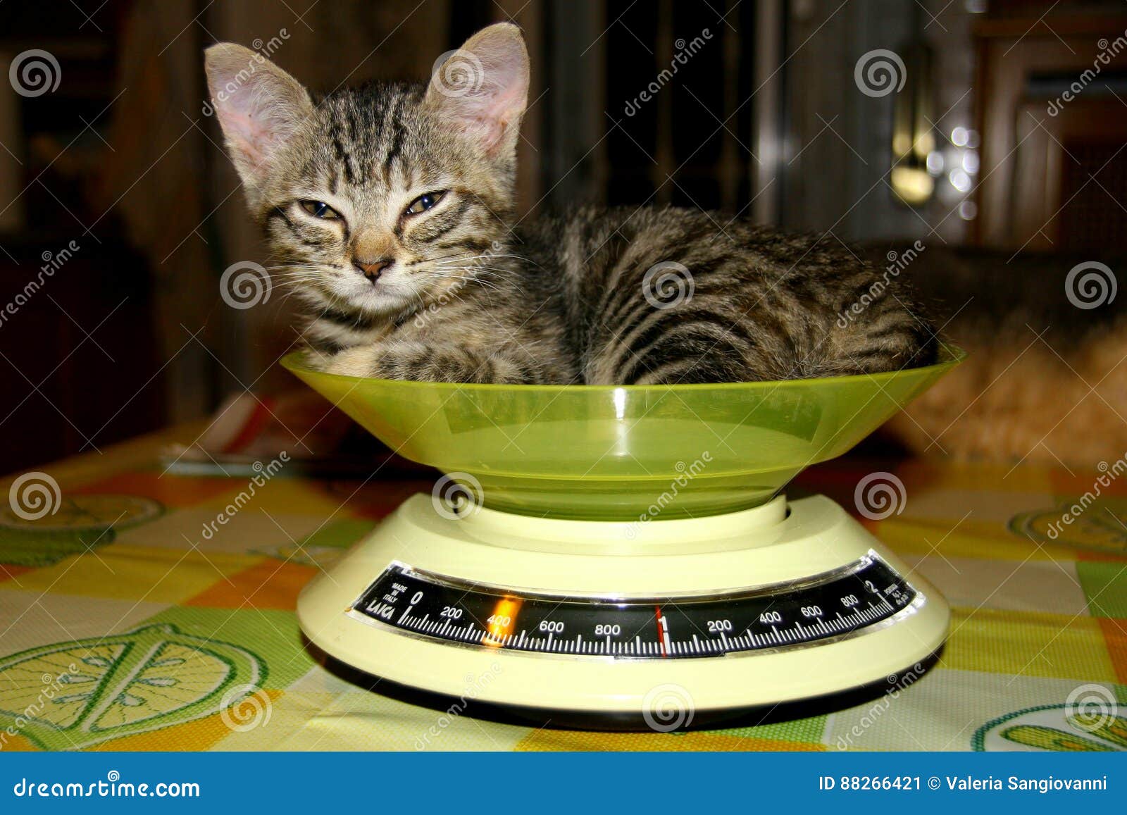 Cat on a scale stock image. Image of nutrition, feline - 88266421