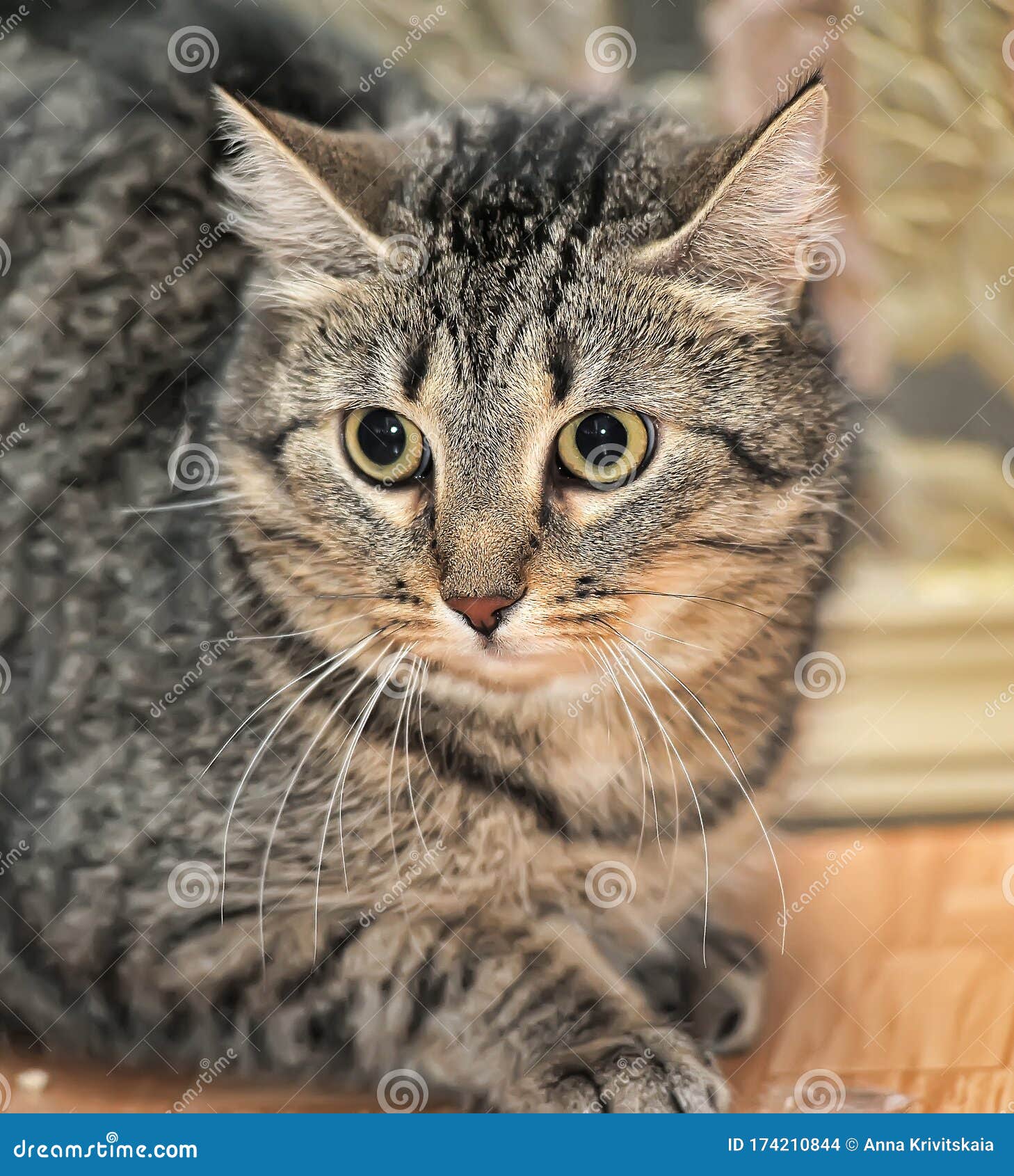 Cat with a Scared Tense Look Stock Photo - Image of grumpy, afraid ...