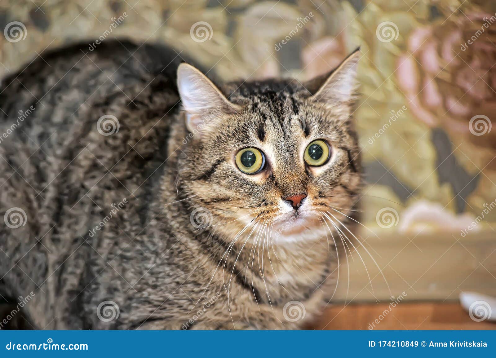 Cat with a Scared Tense Look Stock Image - Image of expression ...
