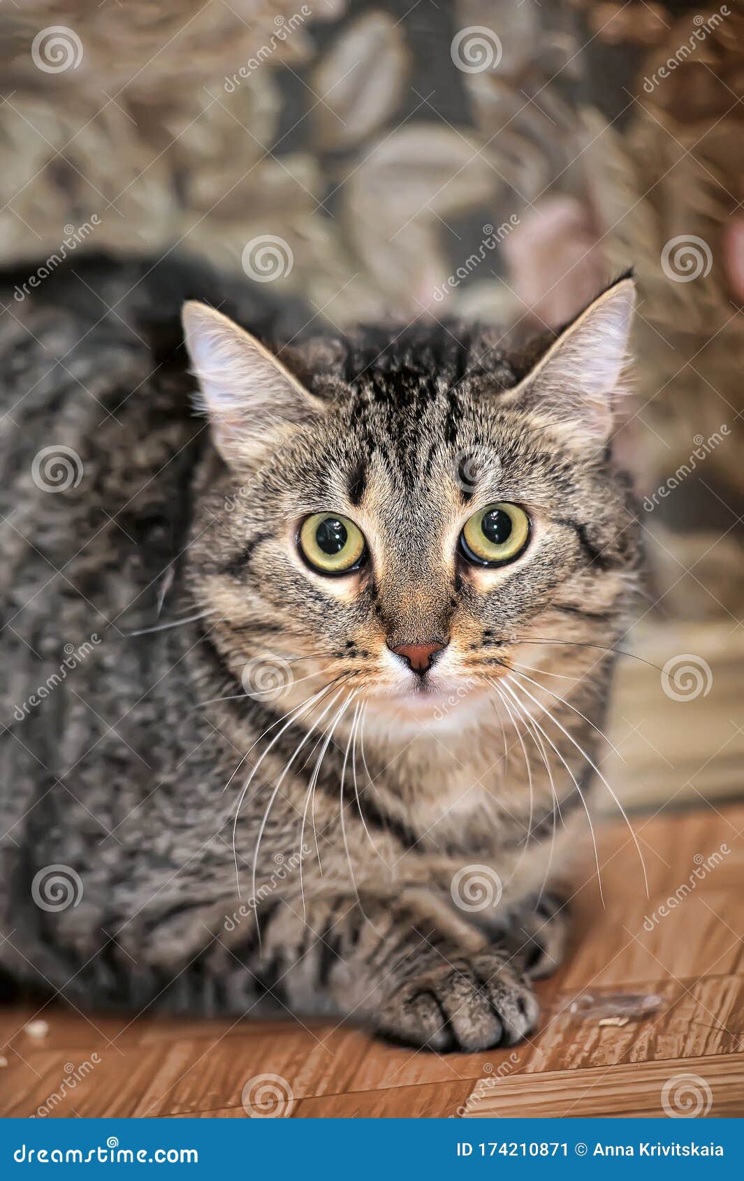 Cat with a Scared Tense Look Stock Image - Image of domesticated ...