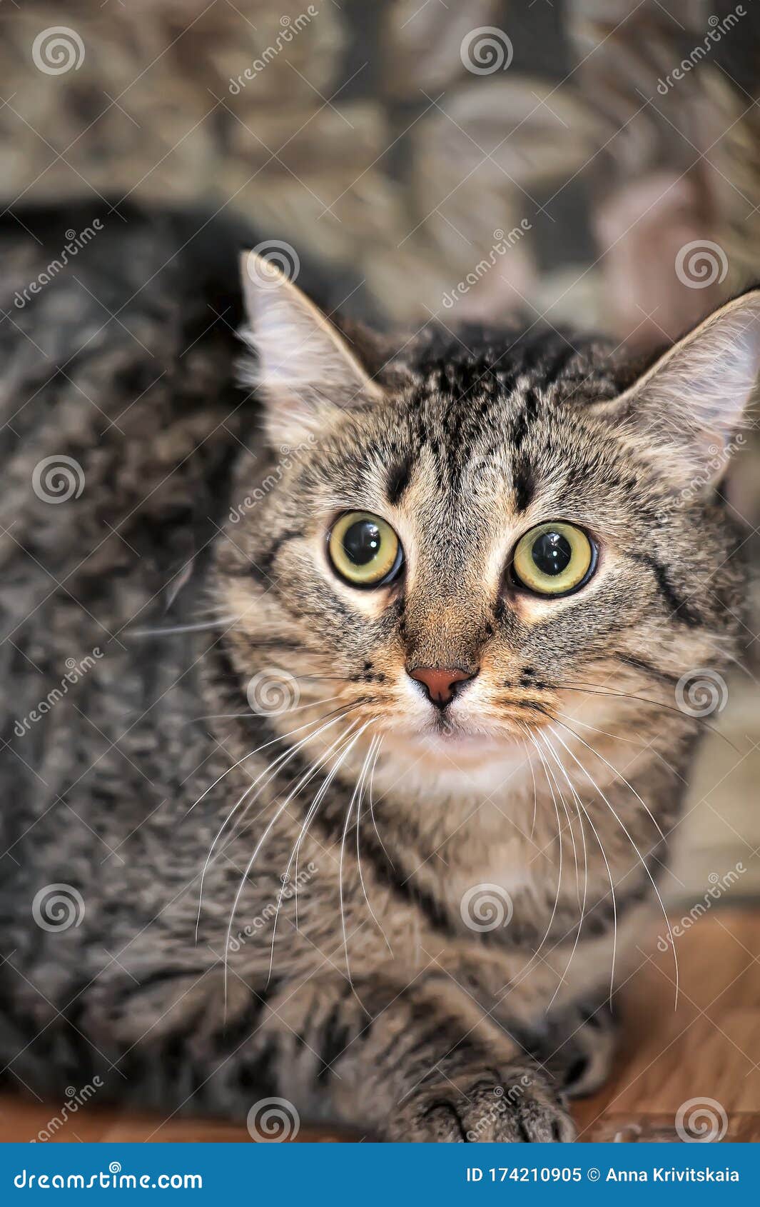 Cat with a Scared Tense Look Stock Image - Image of gazing ...