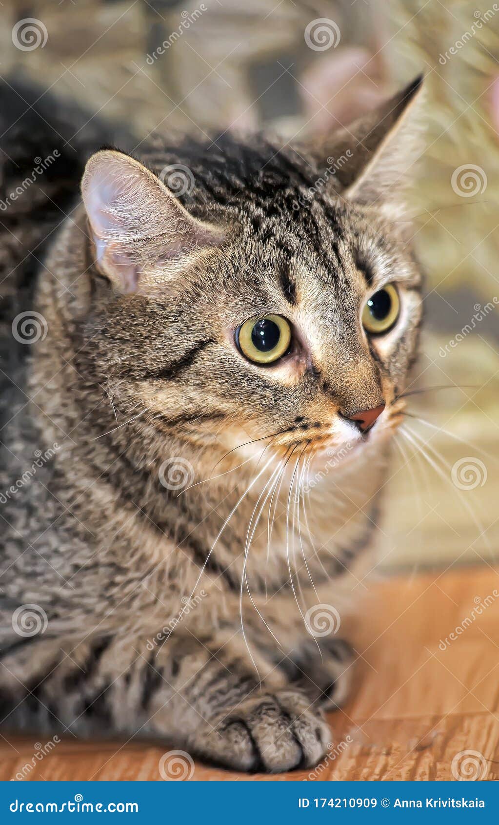 Cat with a Scared Tense Look Stock Image - Image of eyed, crouch: 174210909