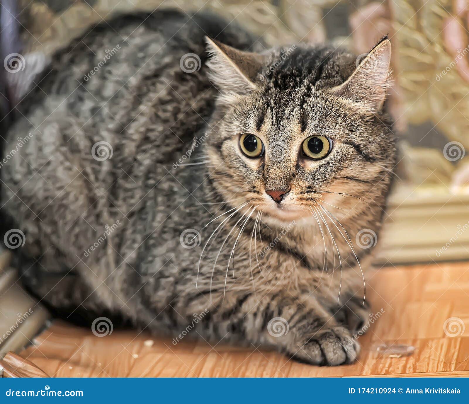 Cat with a Scared Tense Look Stock Photo - Image of look, domesticated ...